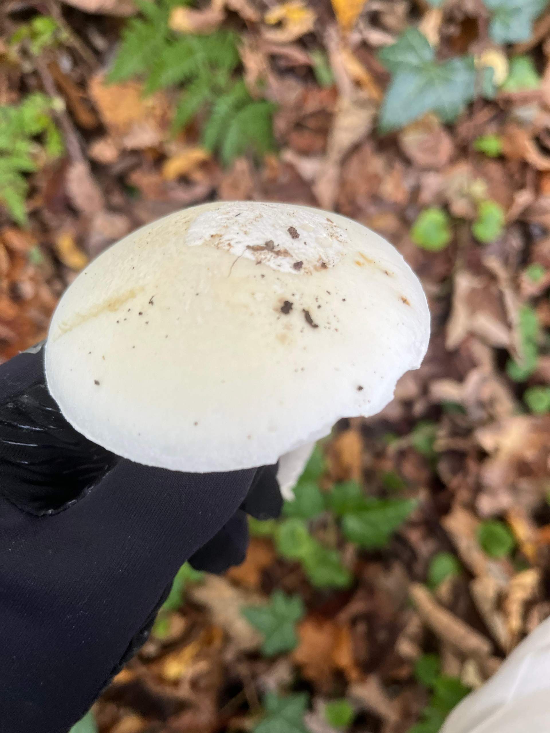 Was ist das für ein Pilz? (Pilze, Gift, giftig)