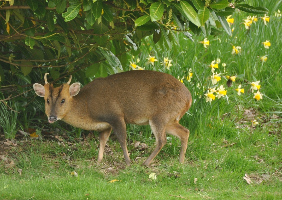 Was ist das für ein Reh ähnliches Tier? (Tiere)