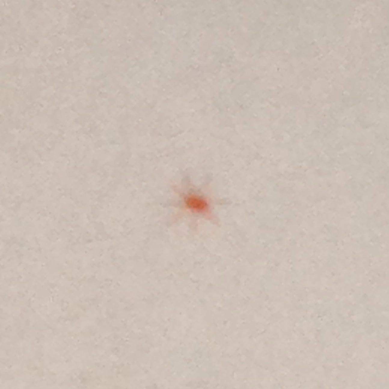 Was ist das für ein rotes Tier? (Tiere, neu, seltsam)