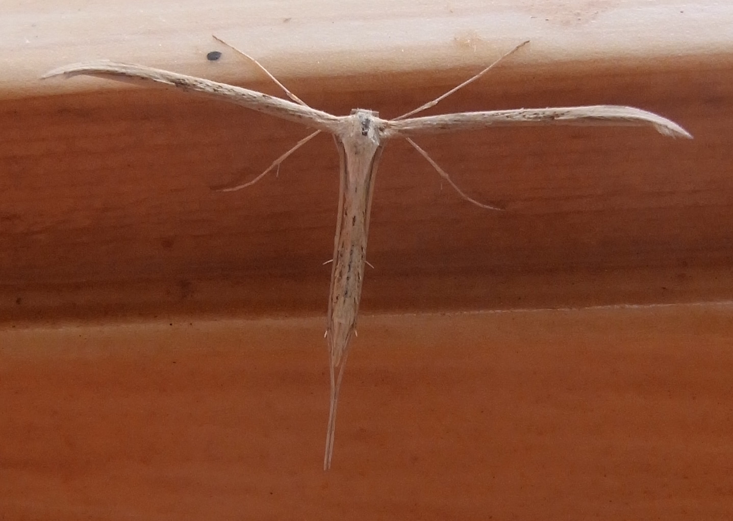 Was ist das für ein seltsam-ungewöhnliches Insekt? (Natur, Insekten)