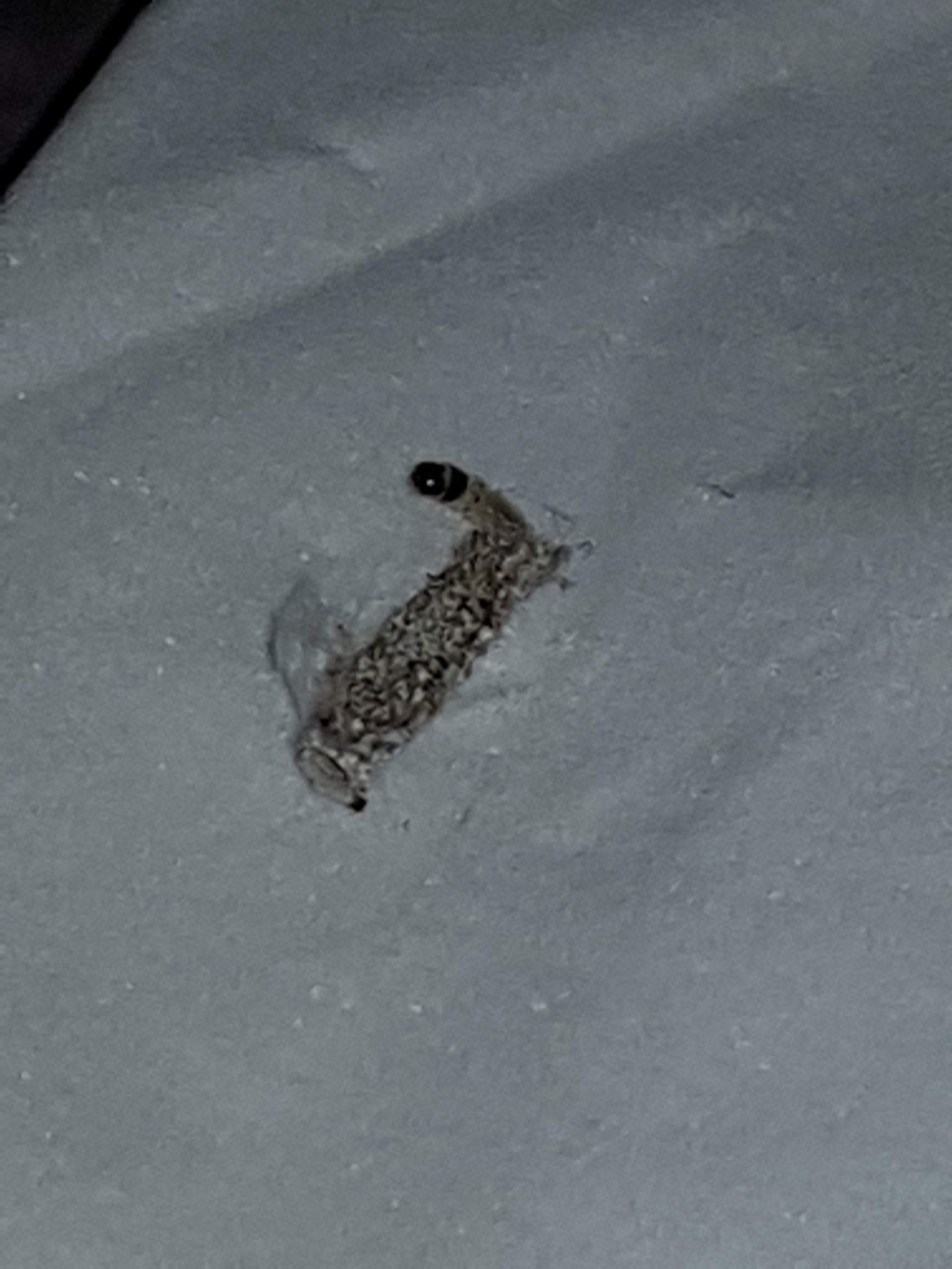 Was ist das für ein Tier / Wurm? (Tiere, Insekten, Würmer)