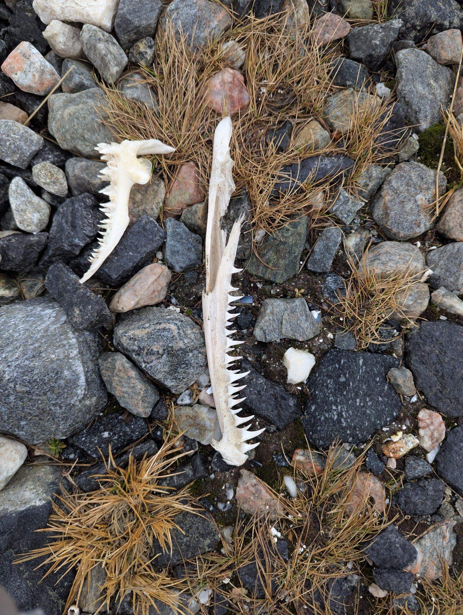 Was ist das für ein Tier? (Tiere, Knochen, Wildtiere)