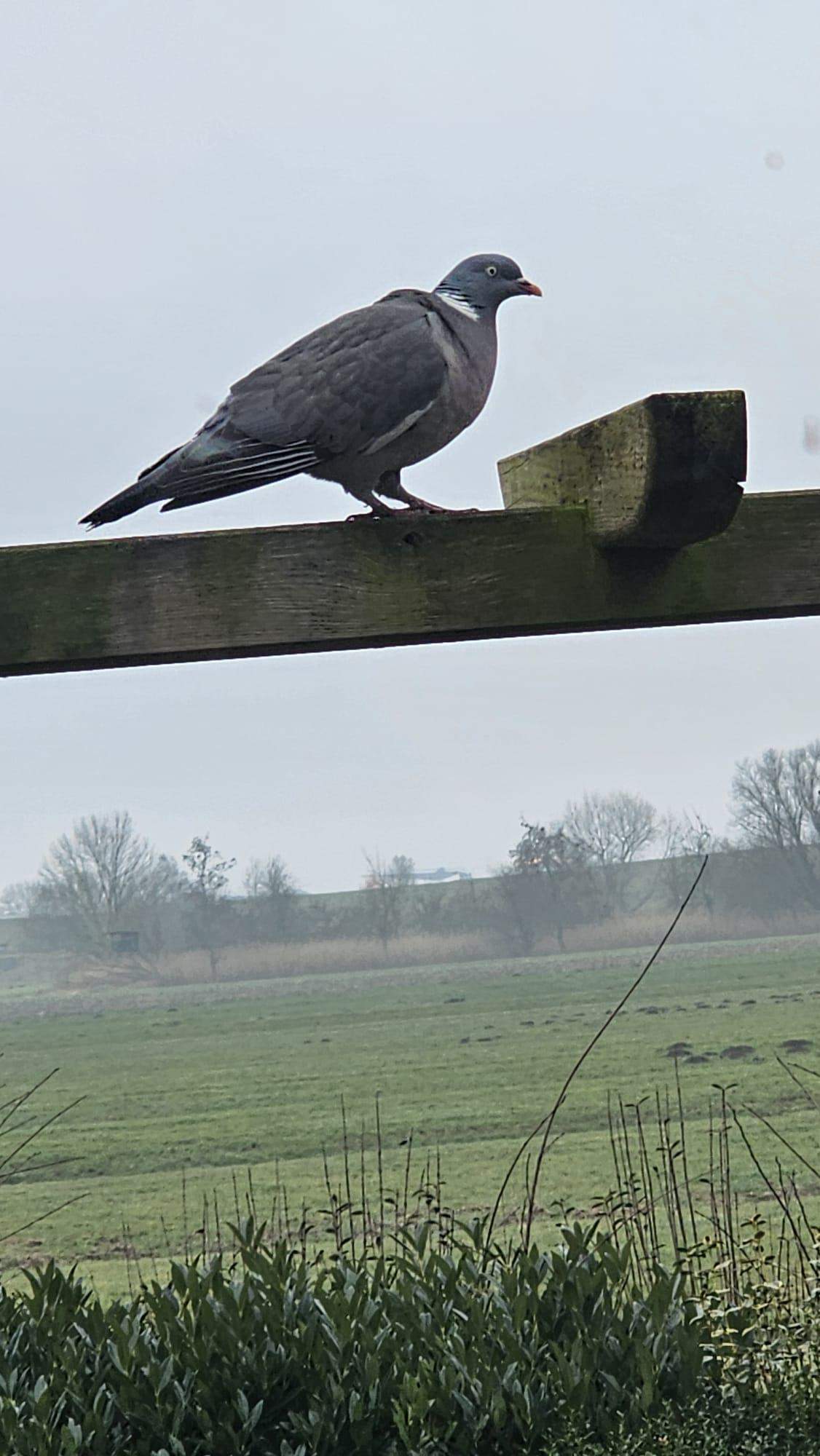 Was ist das für ein Tier? (Tauben, Vogelart, Vogelkunde)