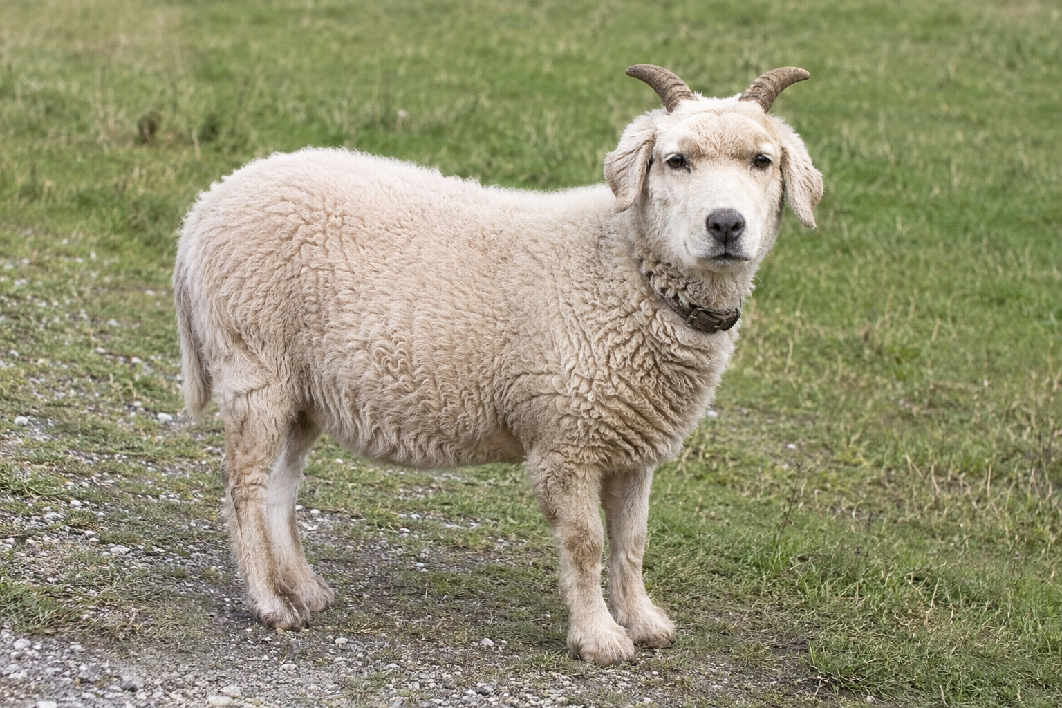 Was ist das für ein Tier? Das habe ich noch nie gesehen? (Tiere, Facebook)