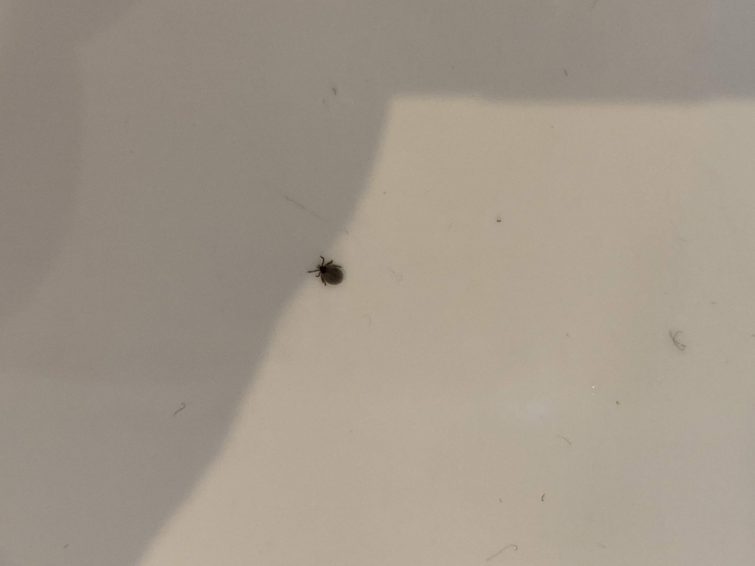 Was ist das für ein tier (im haus)? (Insekten, Milben)