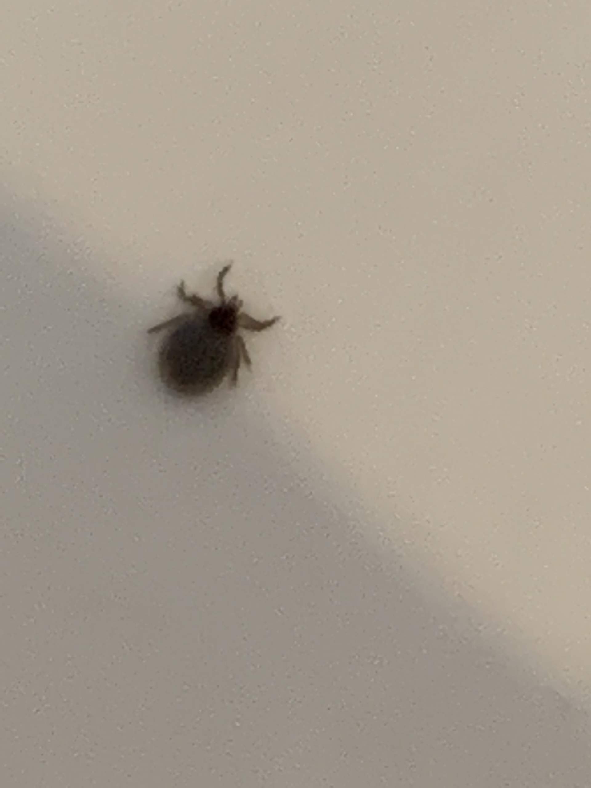 Was ist das für ein tier (im haus)? (Insekten, Milben)