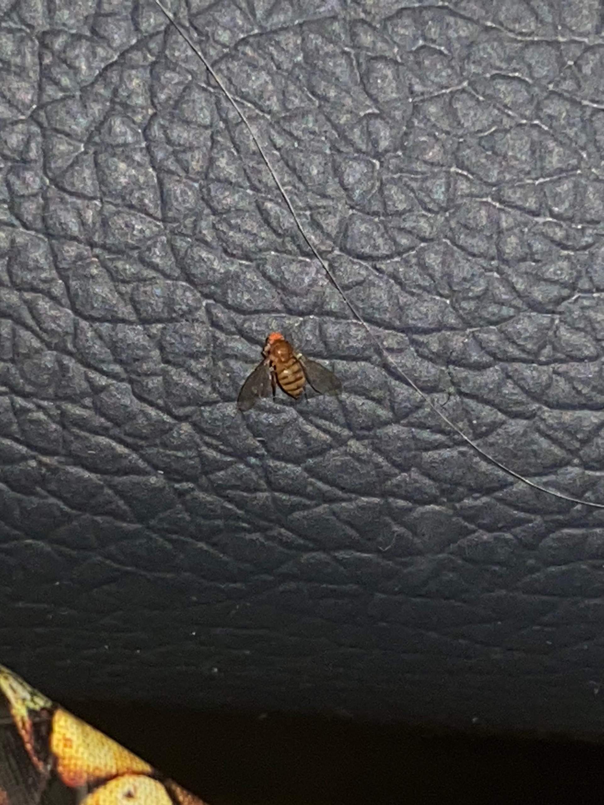 Was ist das für ein Tier in meinem Haar? (Internet, Tiere, Haare)