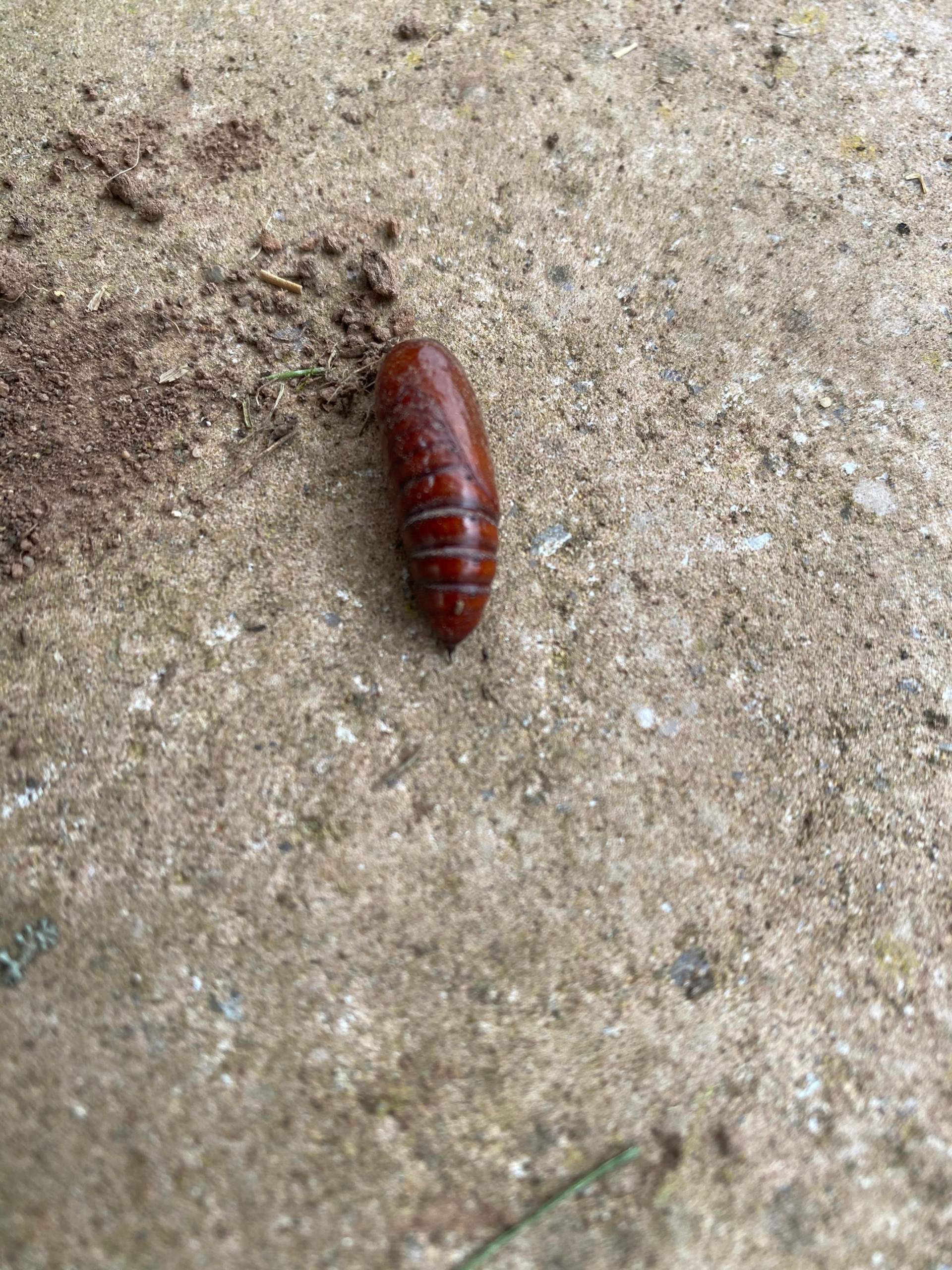 Was ist das für ein Tier/Wurm/Insekt? (Tiere, Insekten)