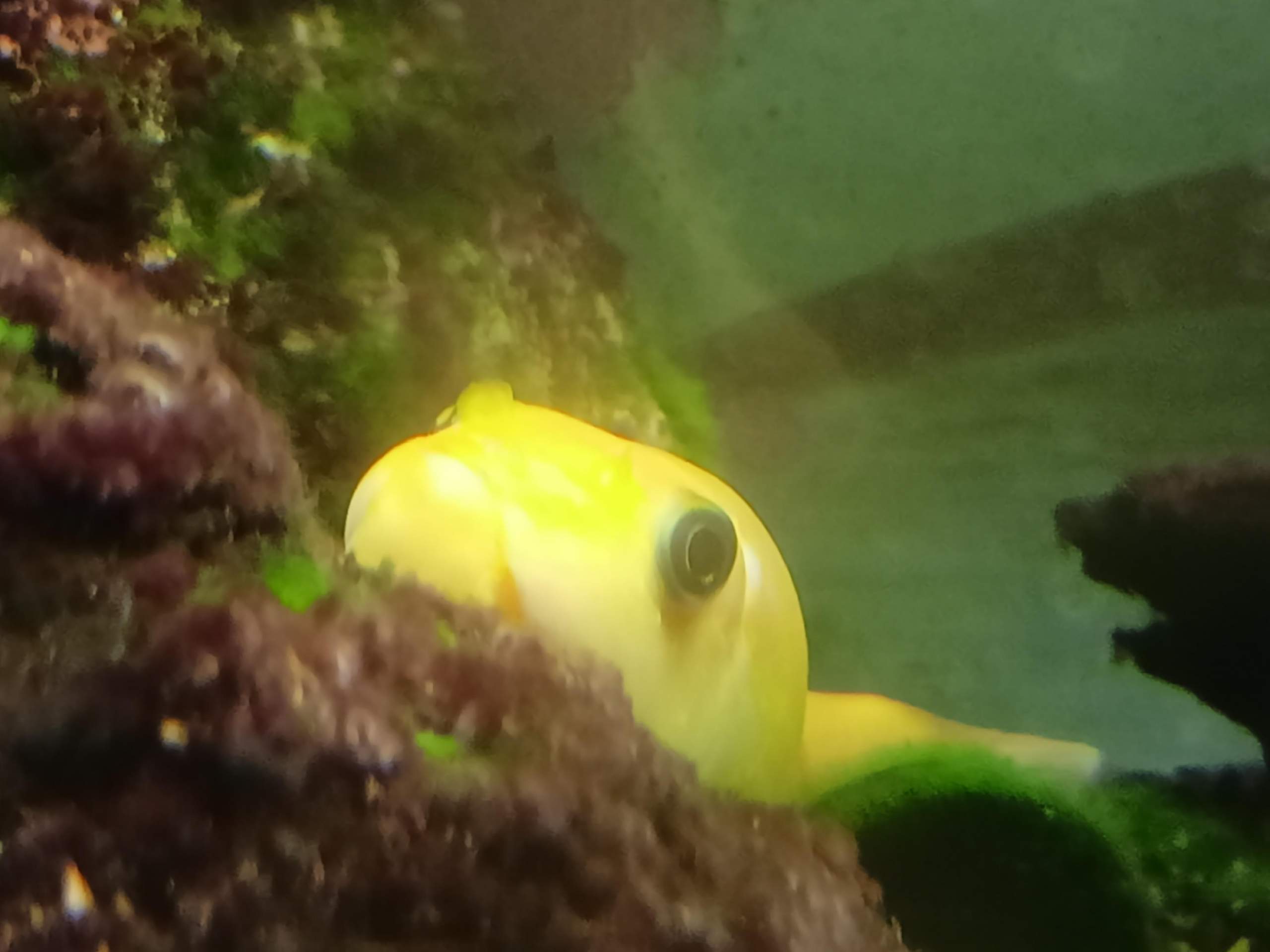 Was ist das für ein Wels? (Aquarium, Aquariumfische, Welse)