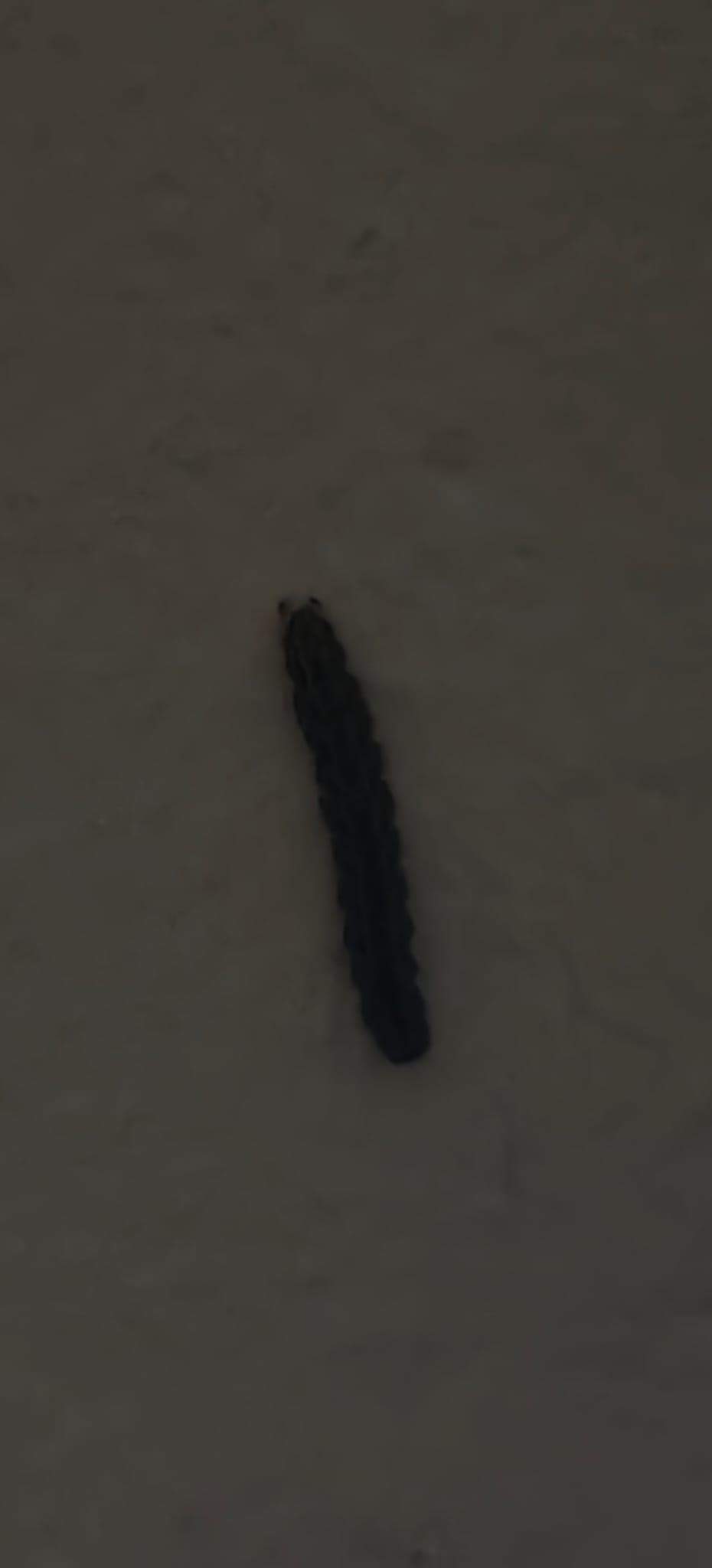 Was ist das für ein Wurm/Tier? (Tiere, Insekten)