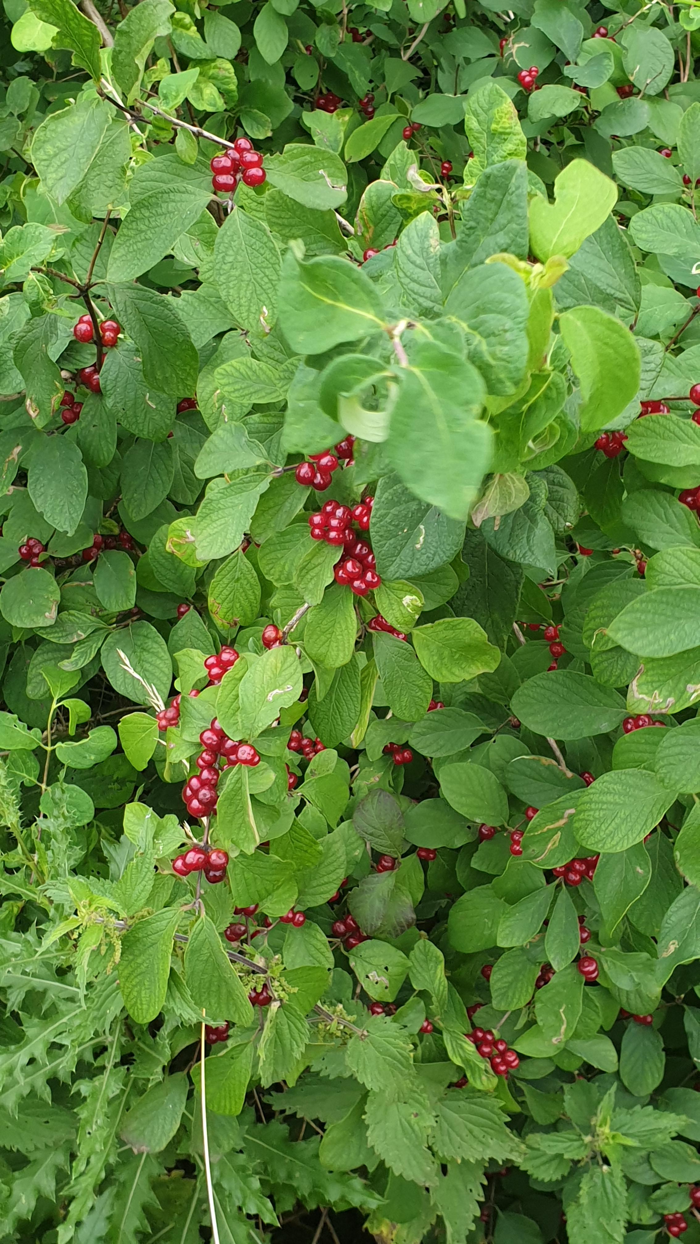 Was ist das für eine Beere? (Pflanzen, Beeren)