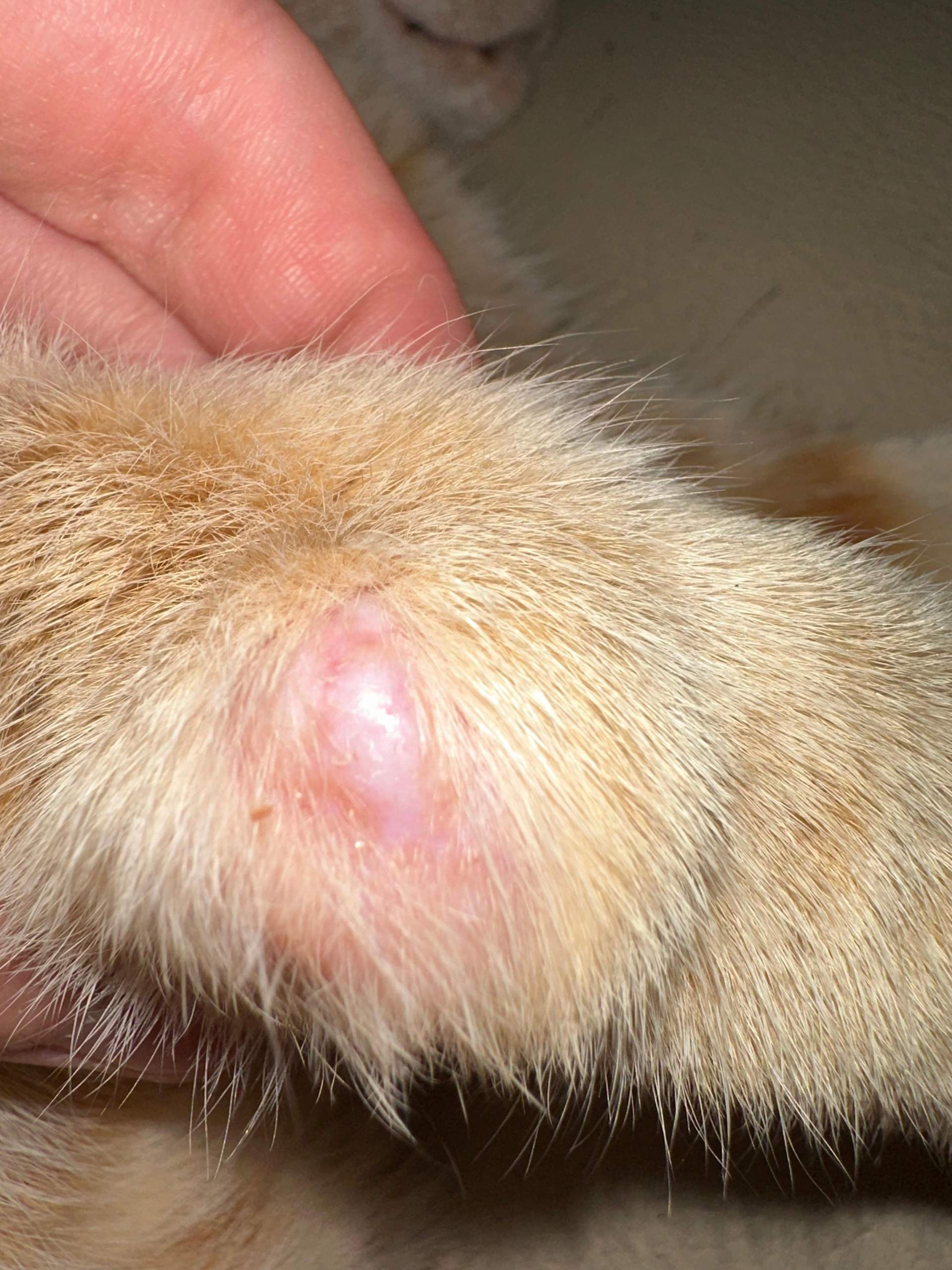 Was ist das für eine Beule bei meinem Kater? (Medizin, Entzündung ...