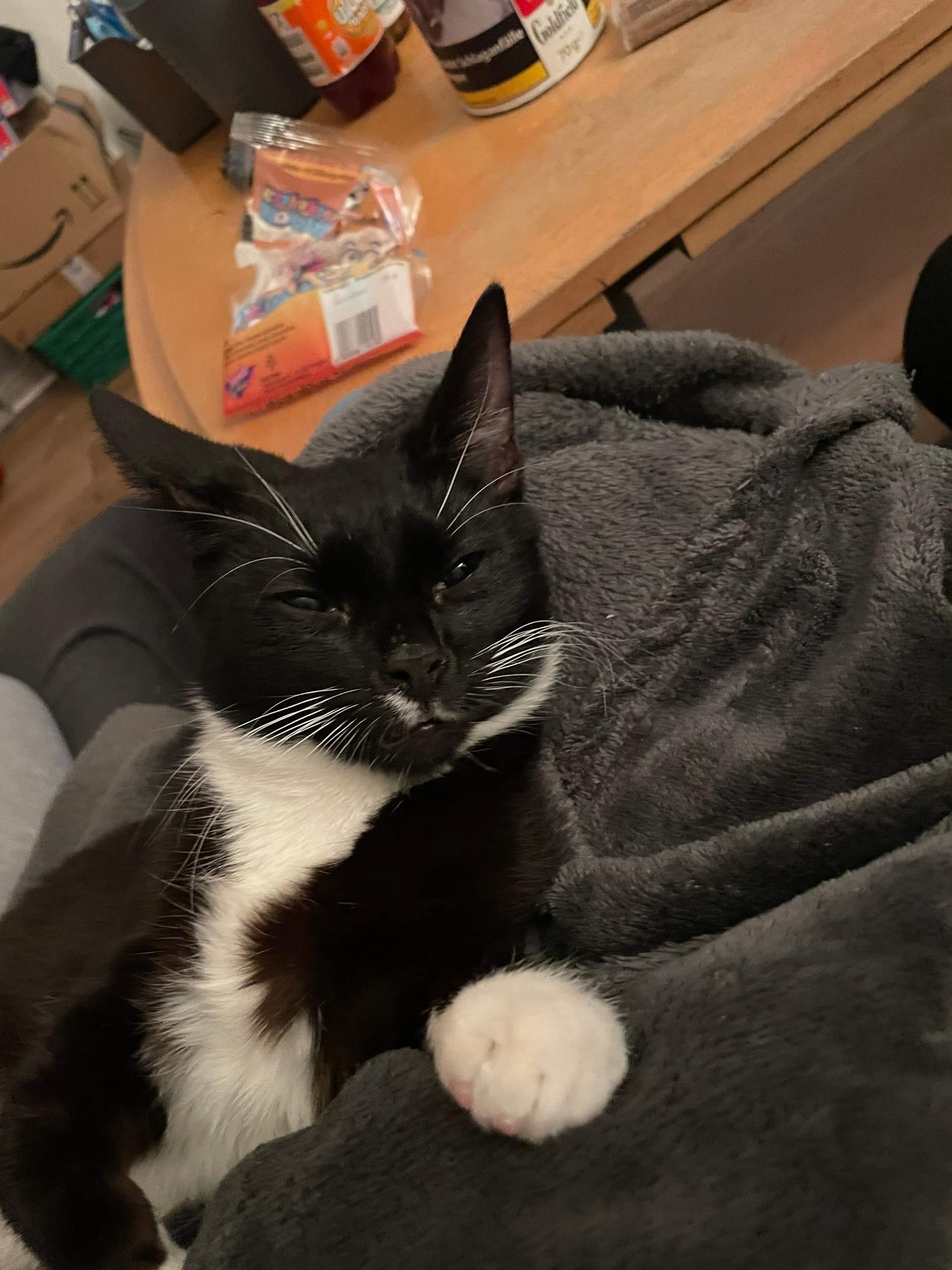 Was ist das für eine katze? (Katzenjunges, Hauskatze, Katzenrasse)