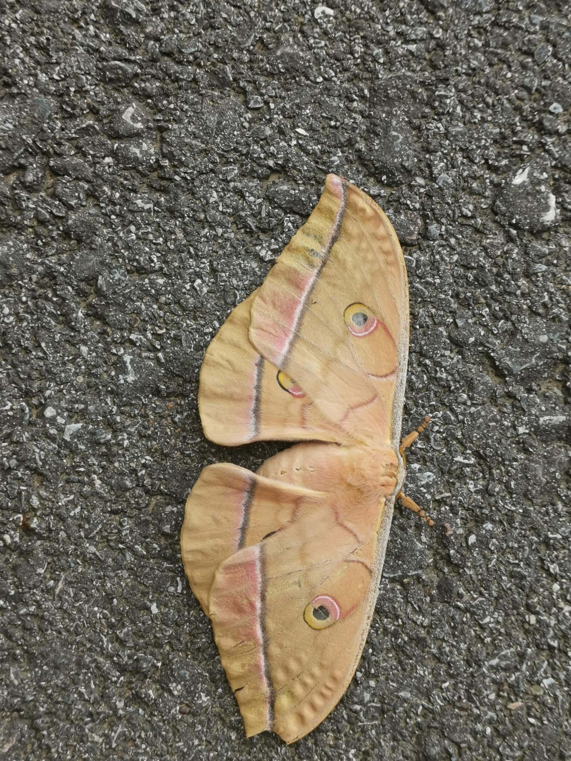 Was ist das für eine Motte? (Tiere, Insekten, Motten)