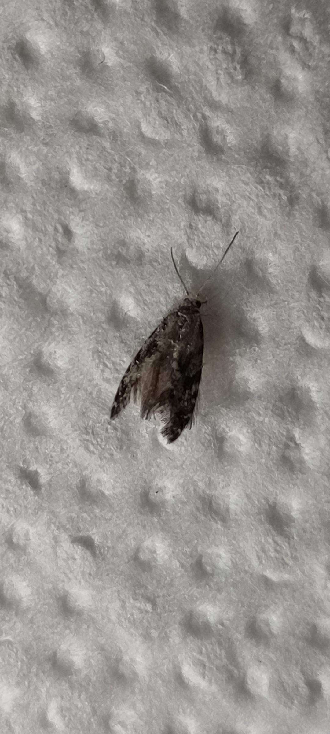 Was ist das für eine Motte? (Insekten, Ungeziefer, Motten)