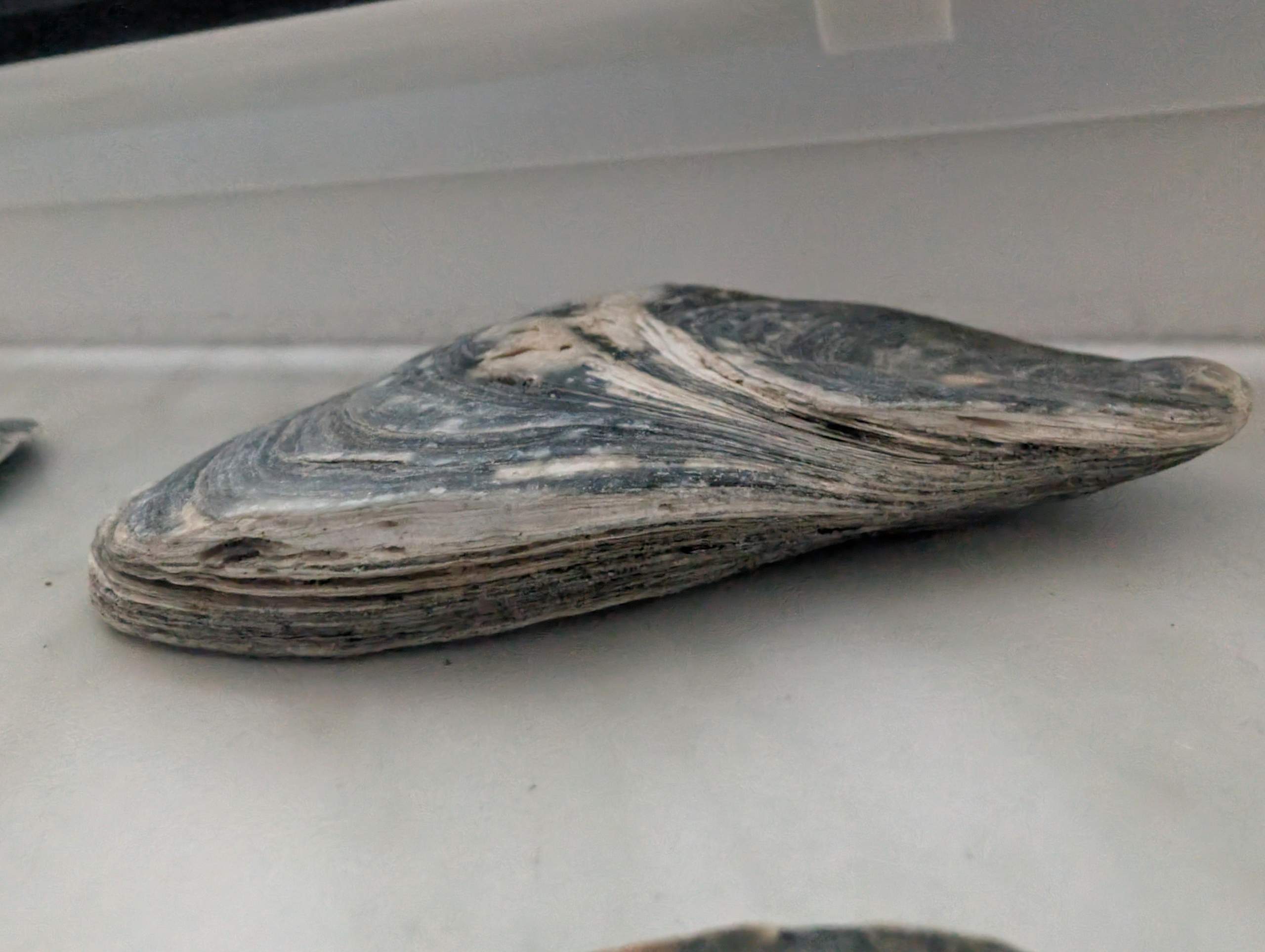 Was ist das für eine Muschel? (Wasser, Meer, Dänemark)