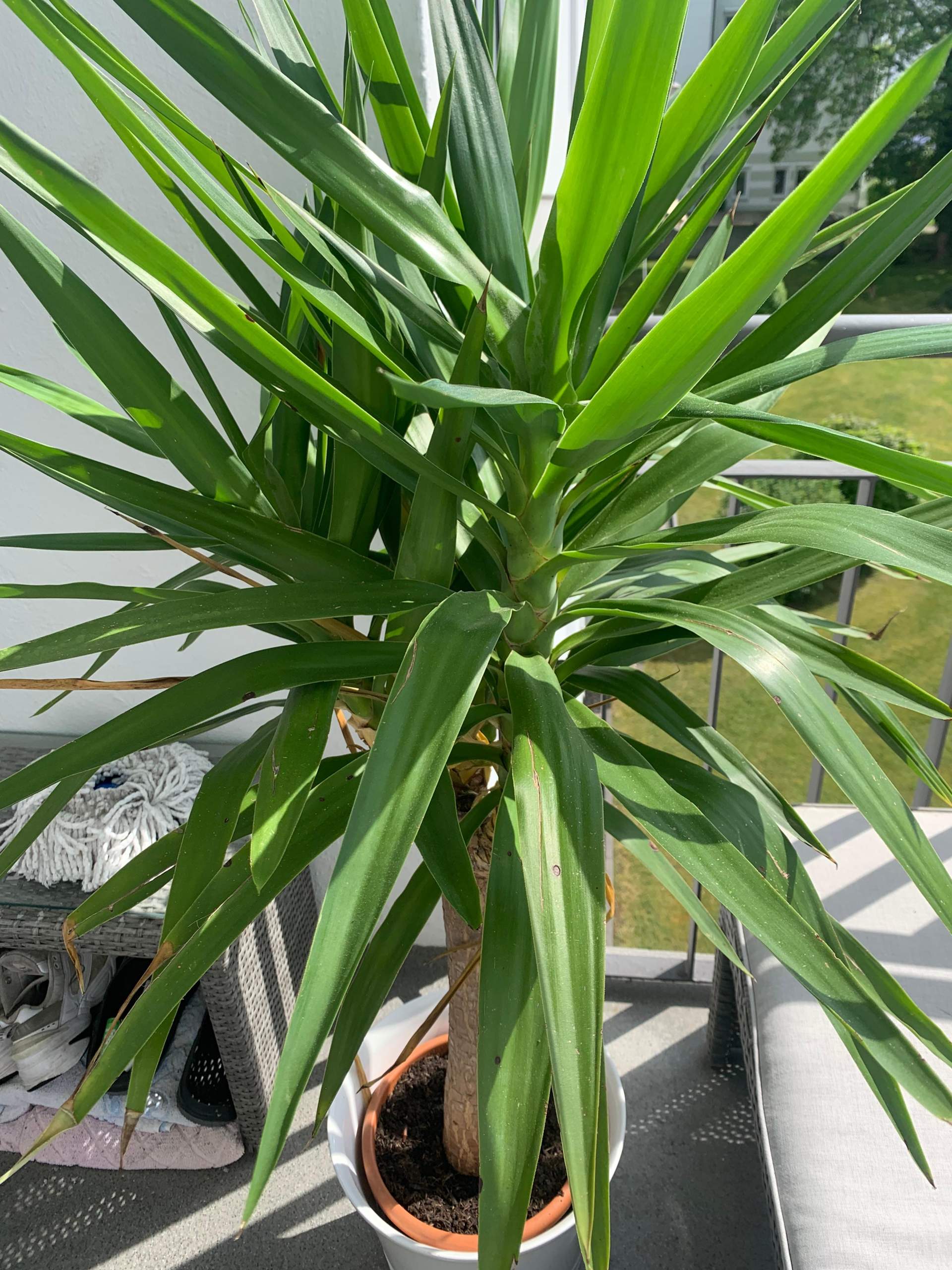 Was ist das für eine Palme? (Pflanzenpflege, Zimmerpflanzen)