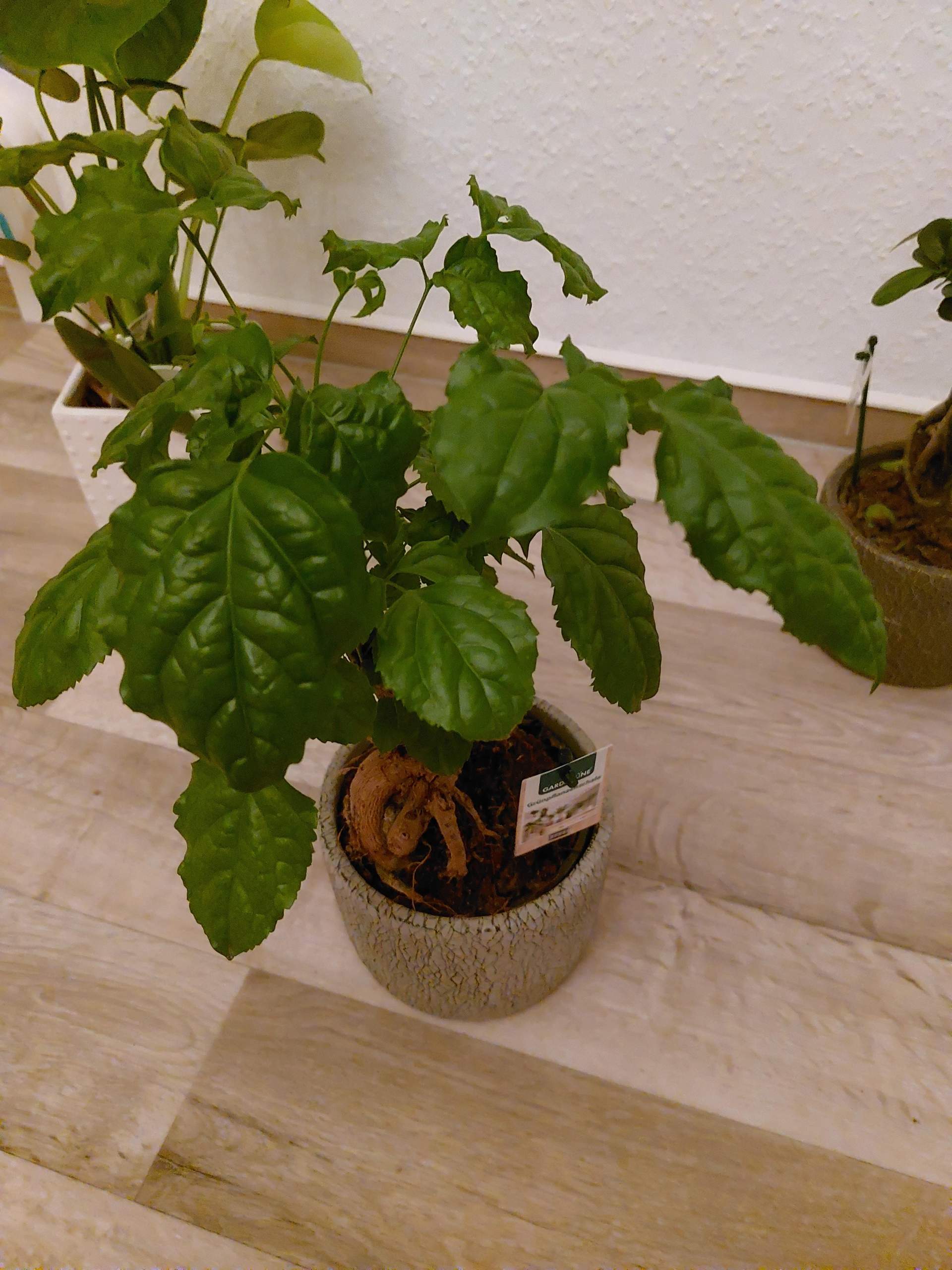 Was ist das für eine Pflanze? (Pflanzen, Garten, Blumen)