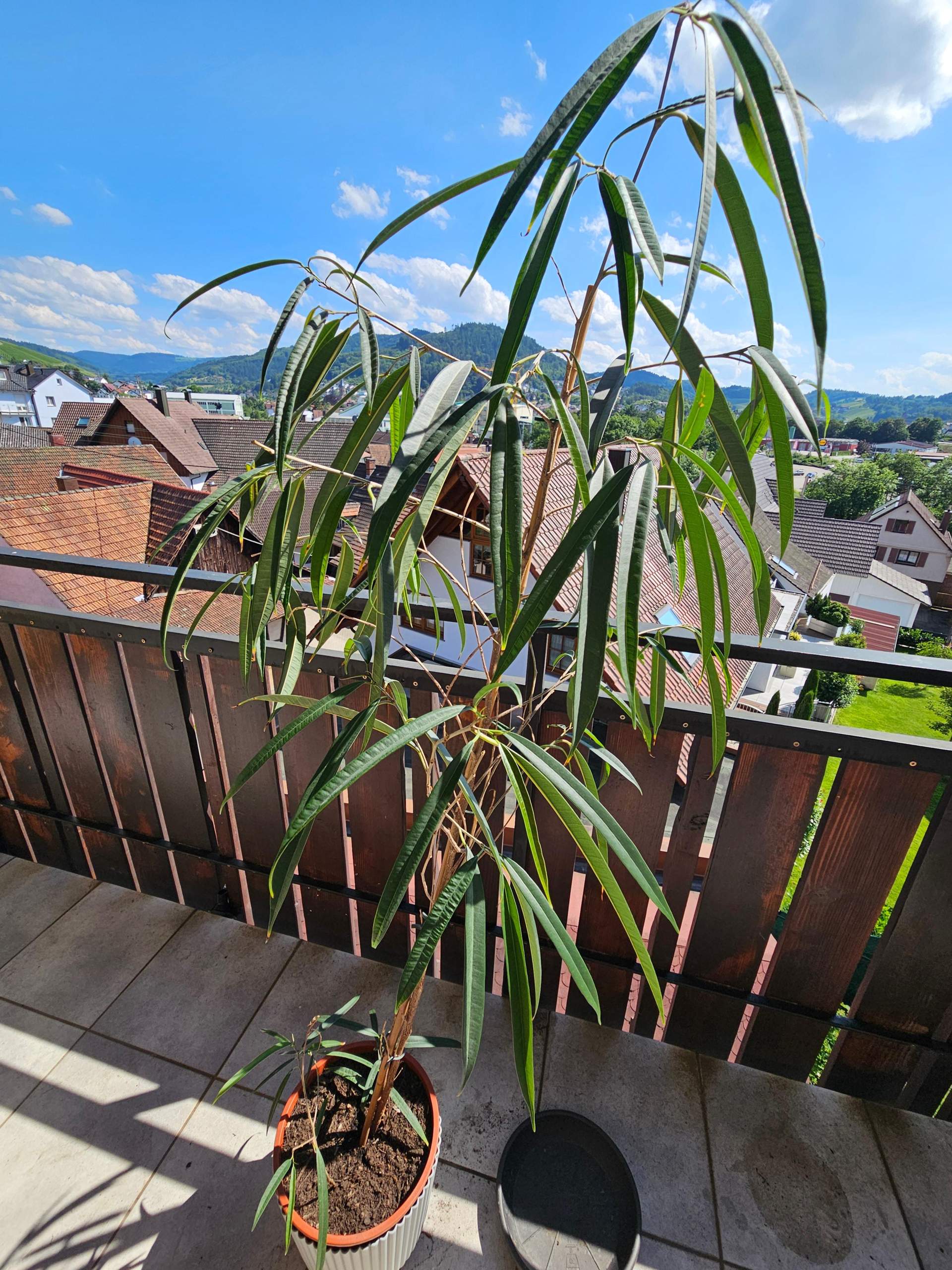 Was ist das für eine Pflanze (Bild Anhang)? (Wasser, Erde, Blumen)