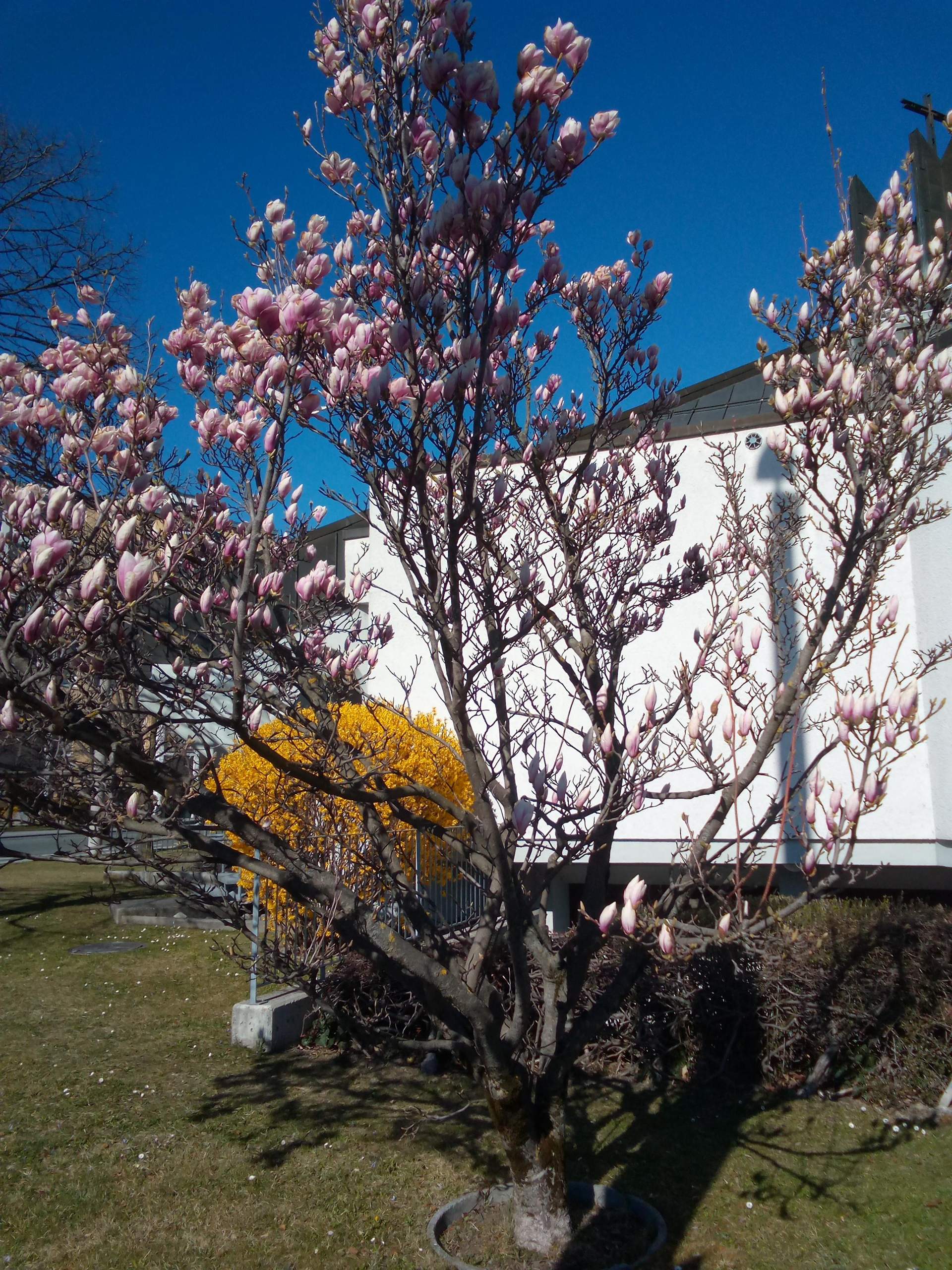 Was ist das für eine Pflanze (und was ist das für ein gelber Busch ...