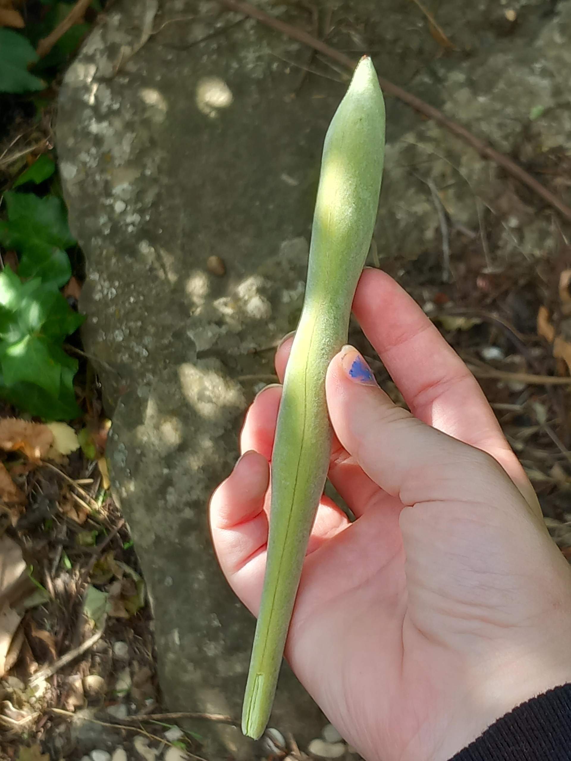 Was ist das für eine planze? (Pflanzen, Garten, Baum)