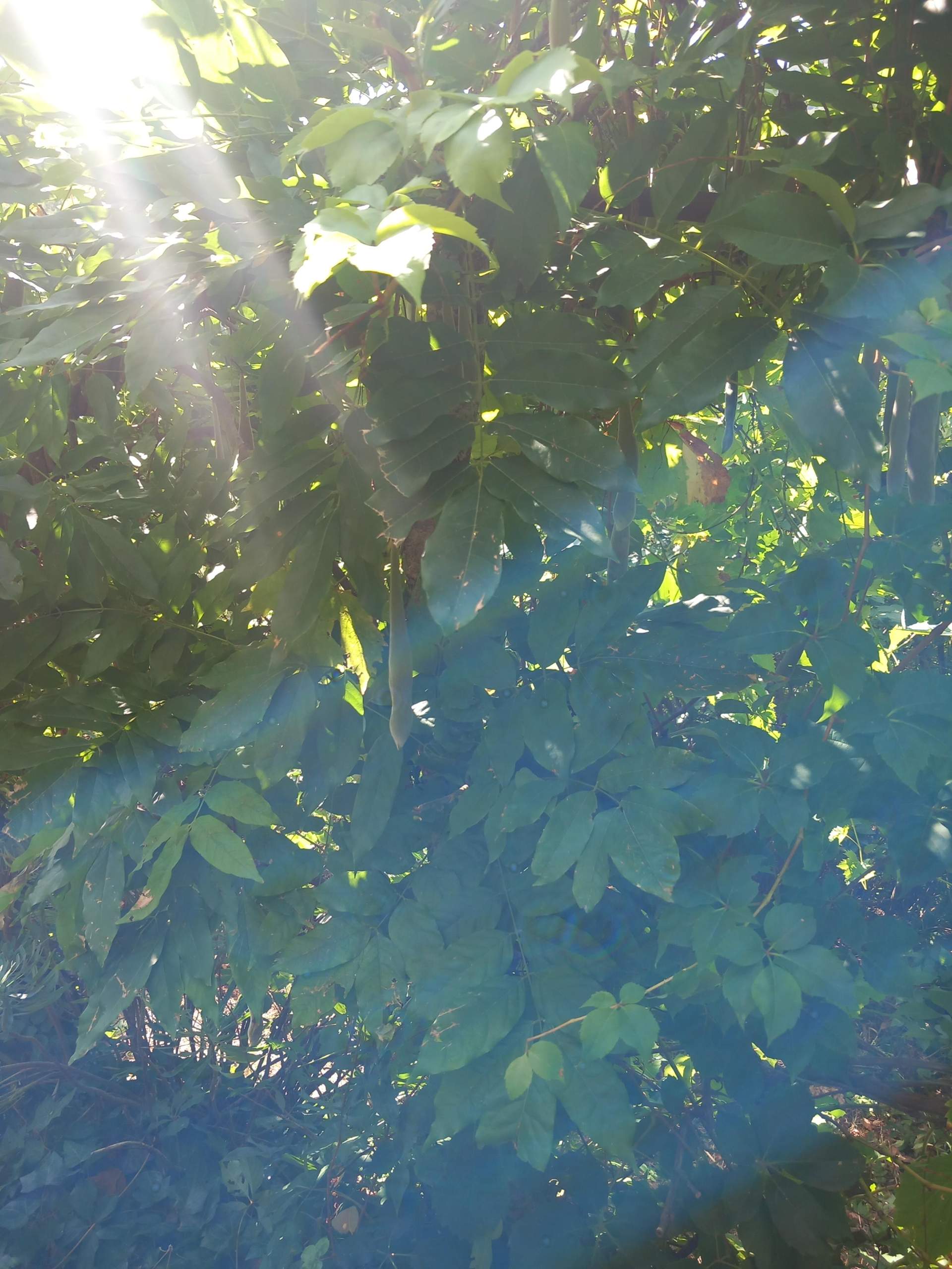 Was ist das für eine planze? (Pflanzen, Garten, Baum)