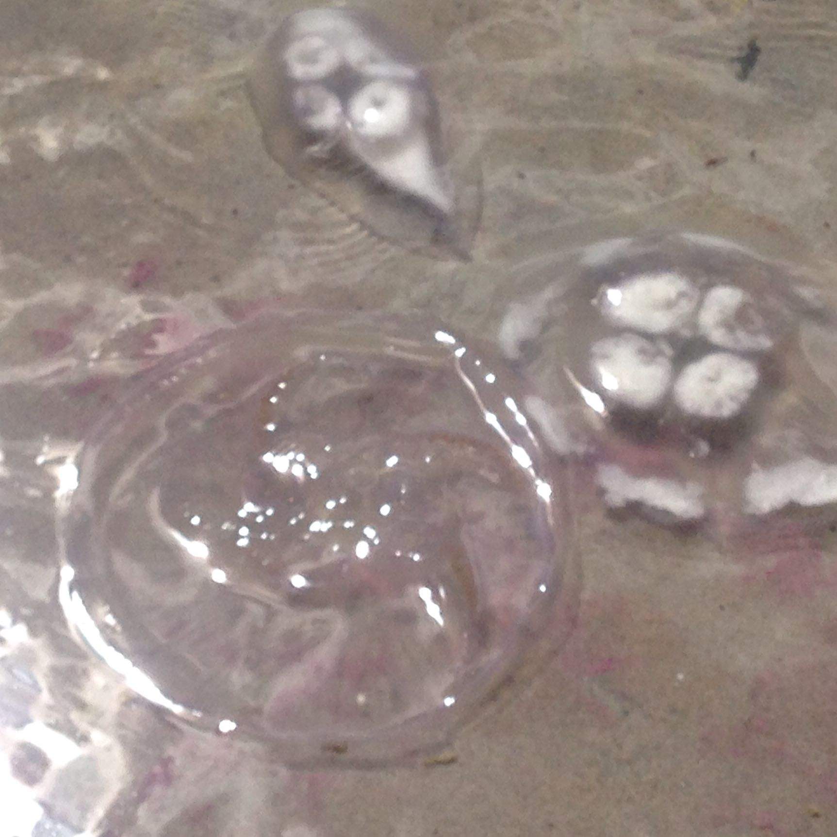 Was ist das für eine Qualle ist die giftig? (Meer, Quallen)