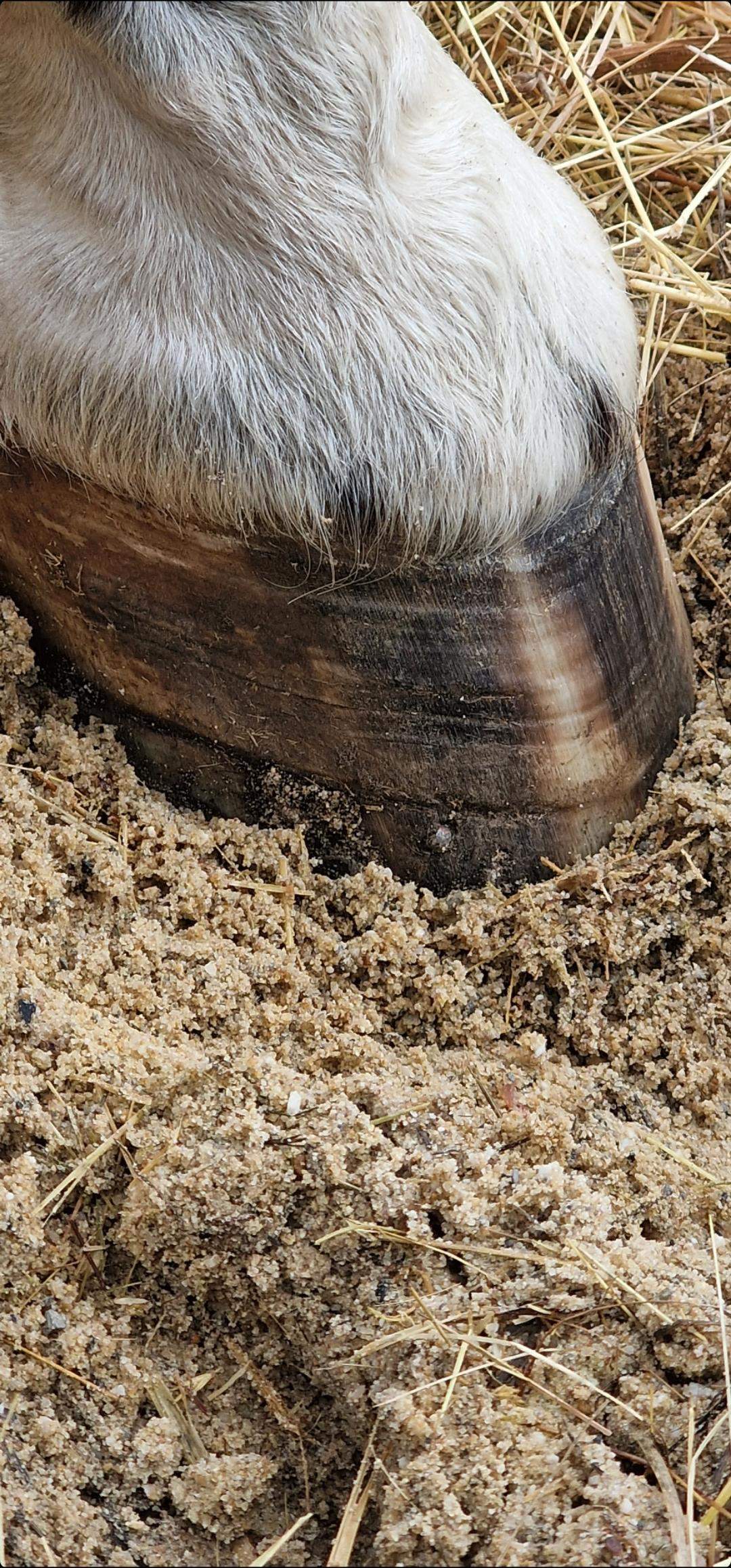 Was ist das für eine rille am huf? (Pferd, Haustiere, Reiten)