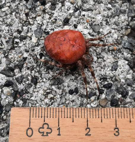 Was ist das für eine rote Spinne? (Spinnen, Spinnenart)