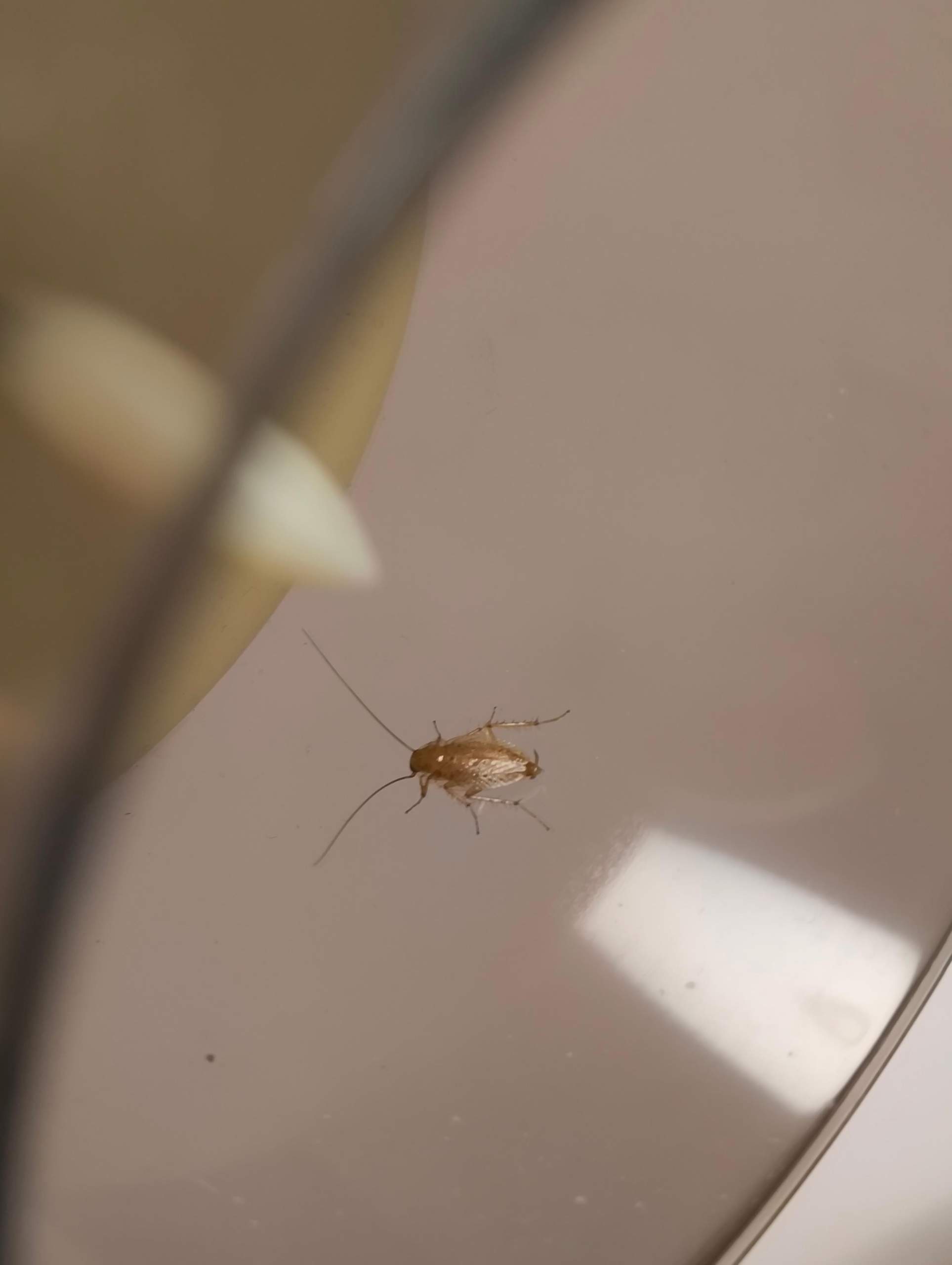 Was ist das für eine Schabe? (Insekten, Schädlinge, Schaben)