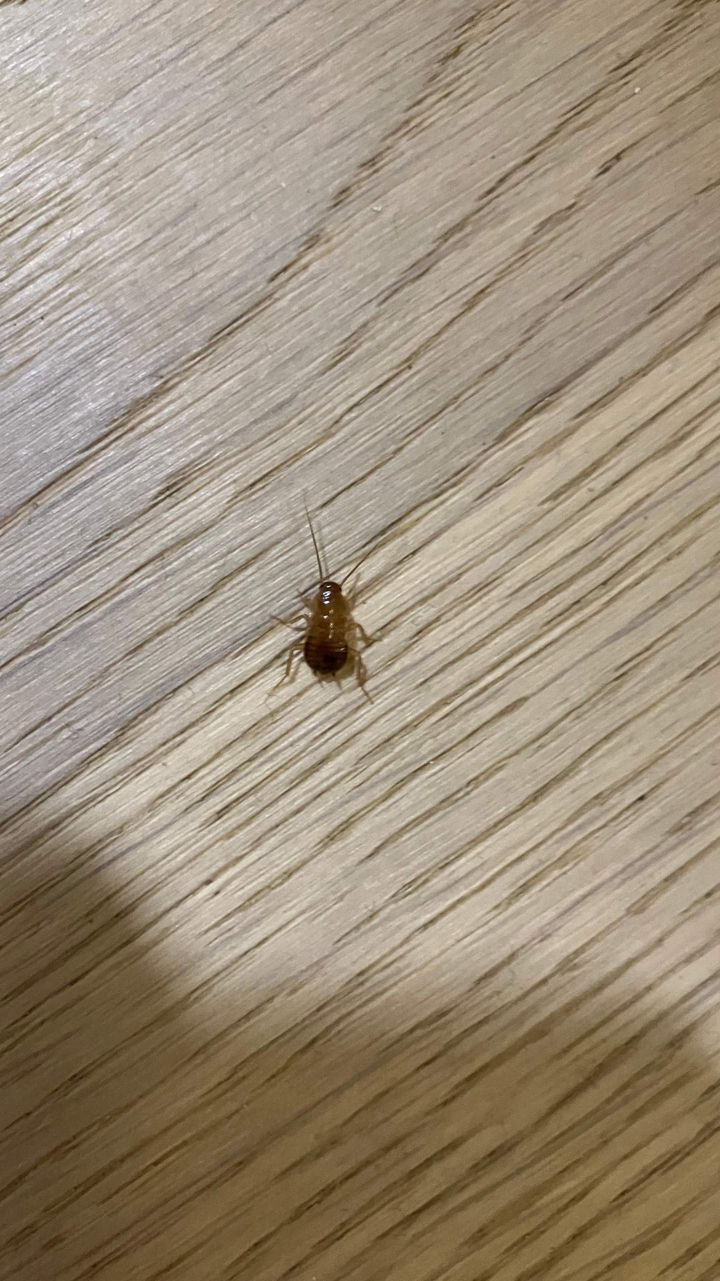 Was ist das für eine Schabe? (Schädlinge, Kakerlaken, Schaben)