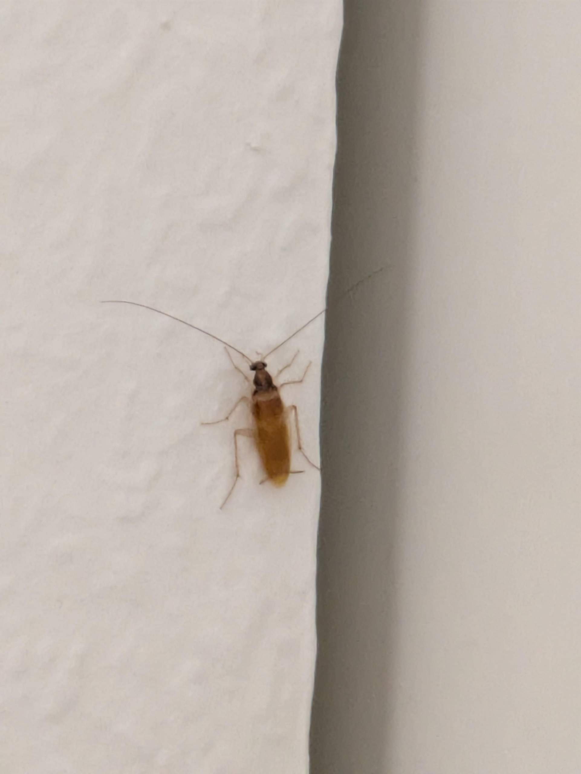 Was ist das für eine Schabe? (Schädlinge, Schädlingsbekämpfung, Schaben)
