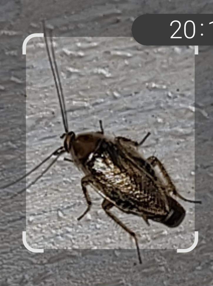 Was ist das für eine schabe? (Küche, Insekten, Schädlinge)