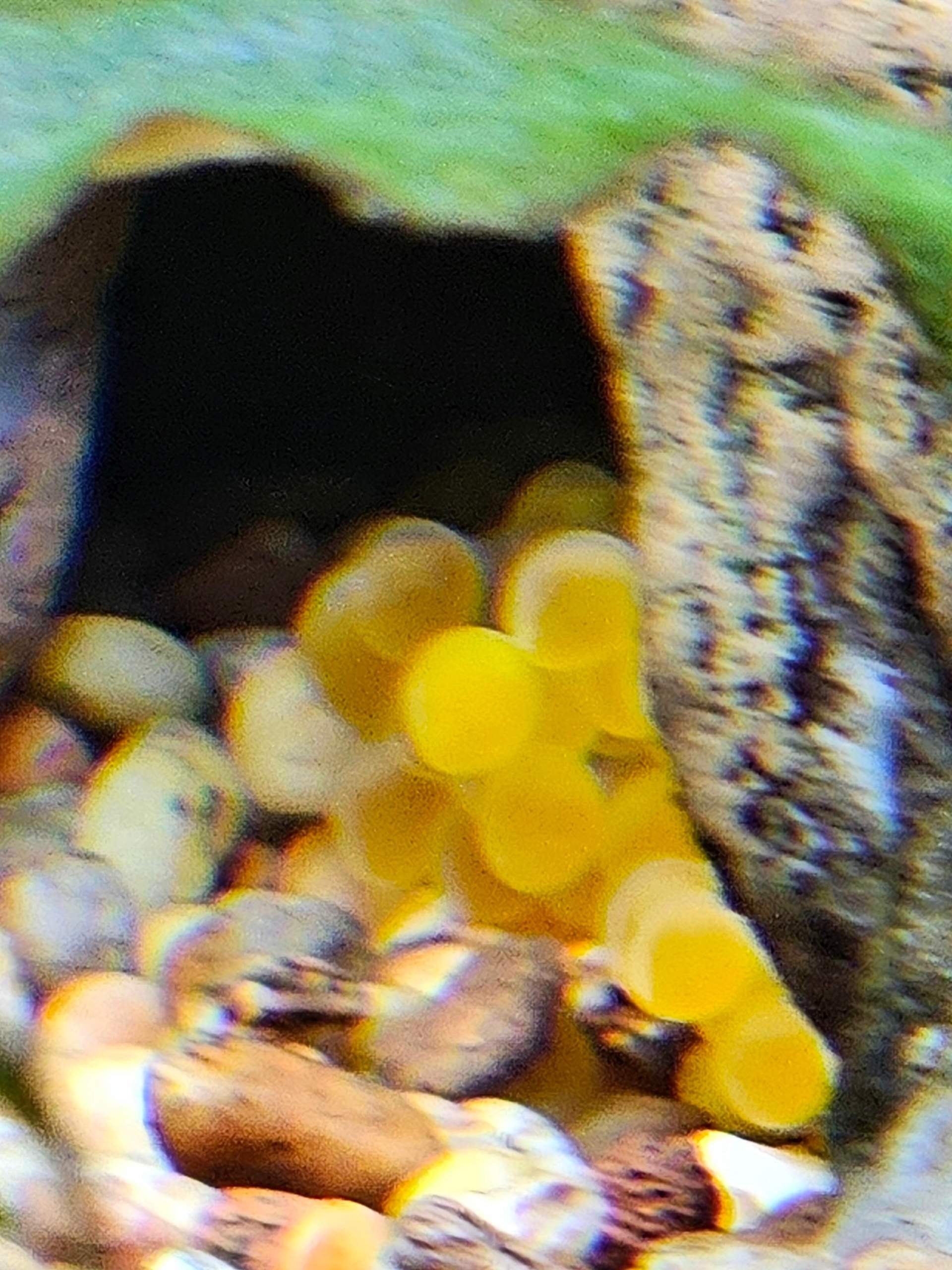 Was ist das für Fische Eier? (Aquarium, Aquariumfische)