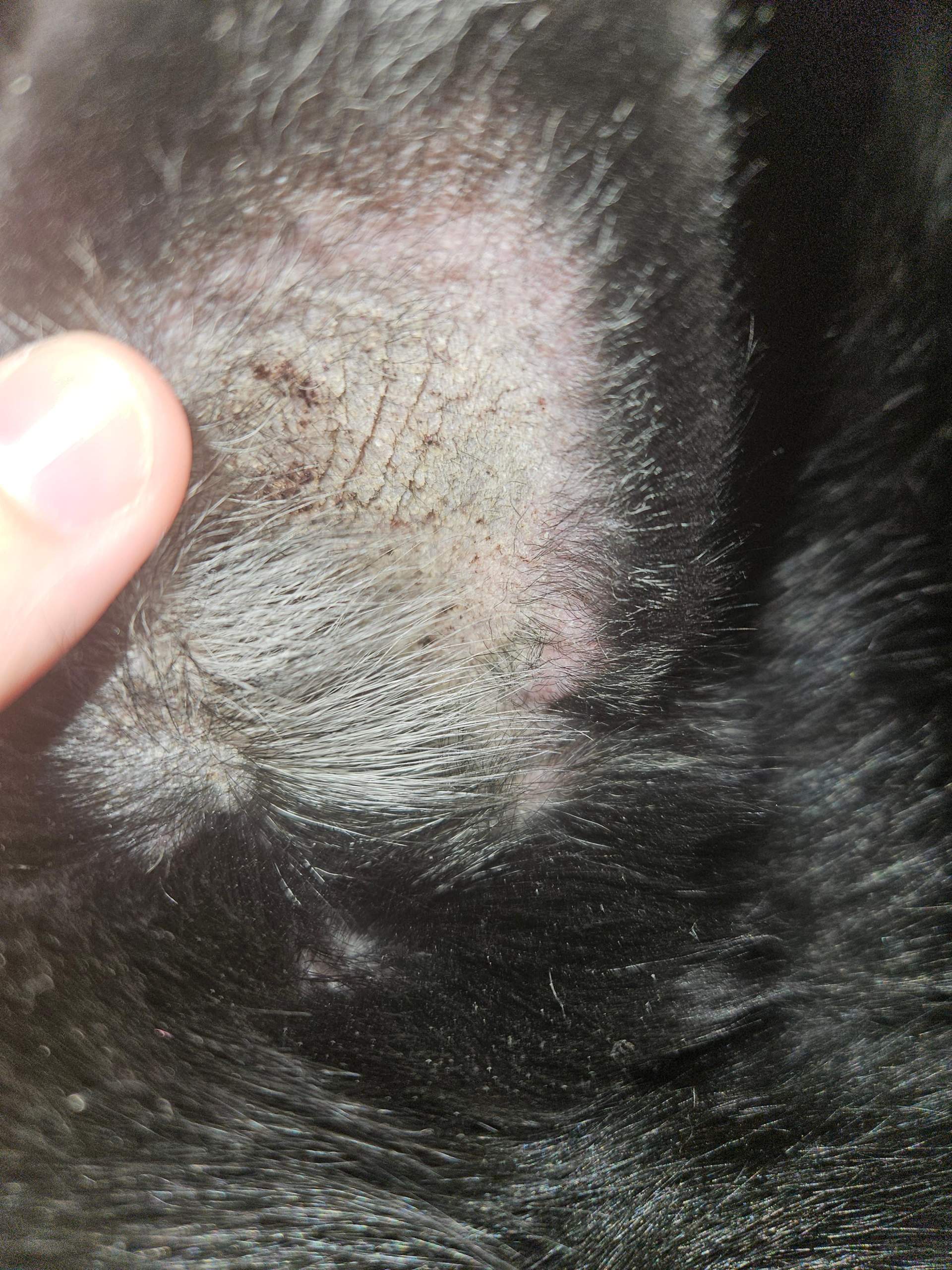 Was ist das im ohr meines hundes? (Hund, Entzündung, Tierarzt)