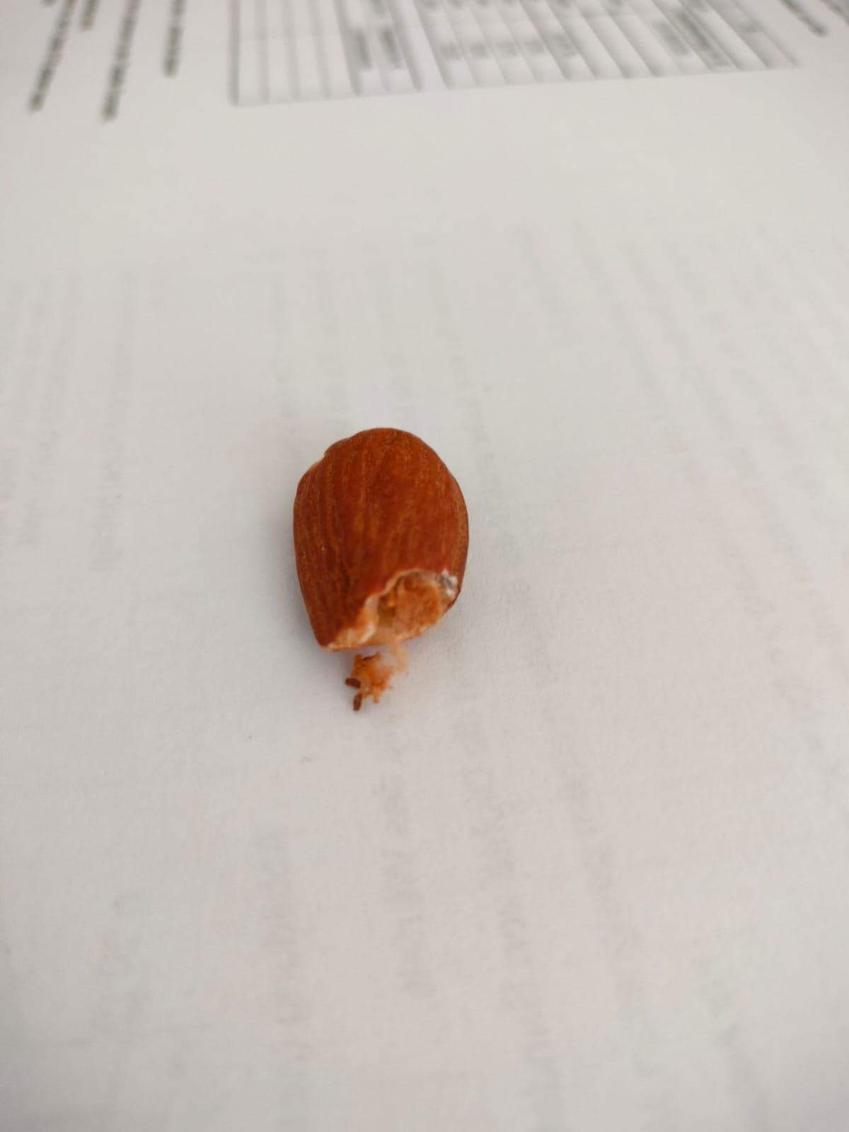 Was ist das in der Mandel? (Essen, Botanik, Mandeln)