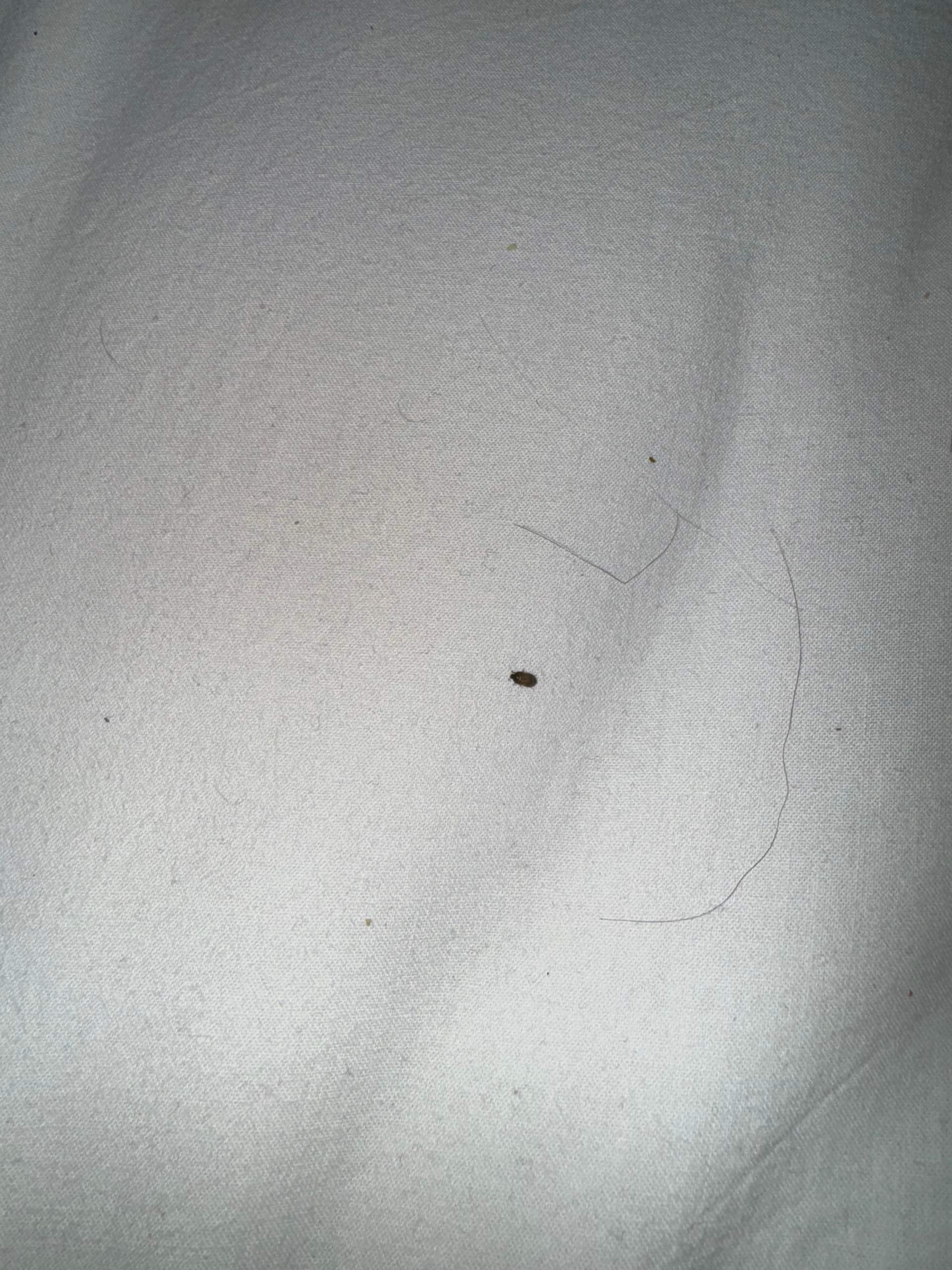 Was ist das in meinem Bett? (Insekten, Schädlinge, Ungeziefer)