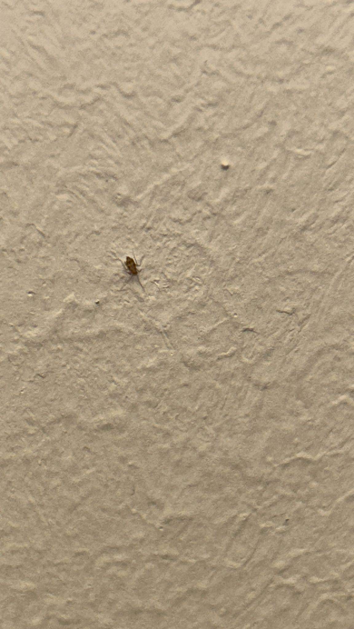 Was ist das kleine Tier? (Insekten, Schädlinge, Ungeziefer)
