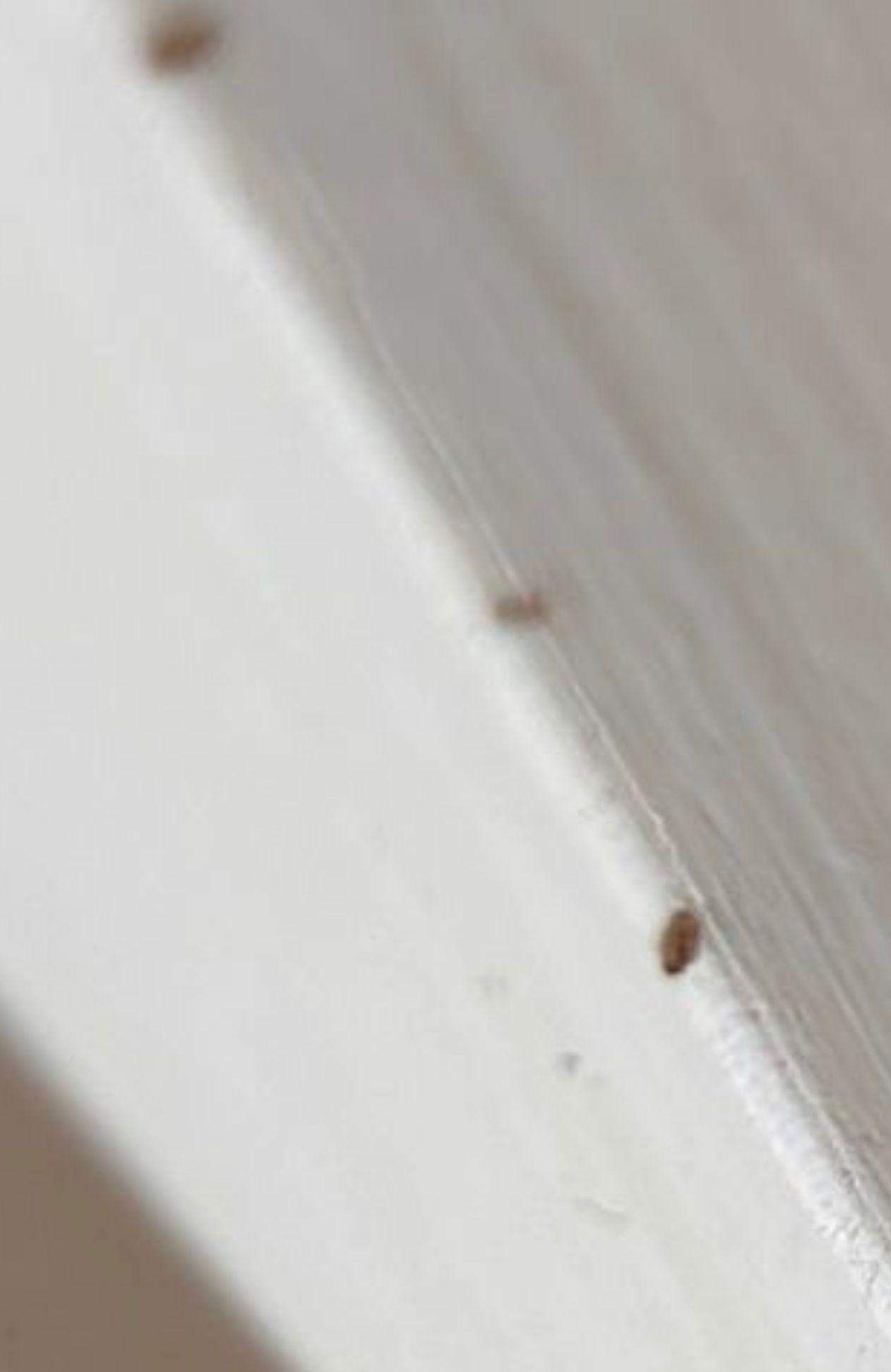 Was ist das kleine Tier? (Insekten, Schädlinge, Ungeziefer)