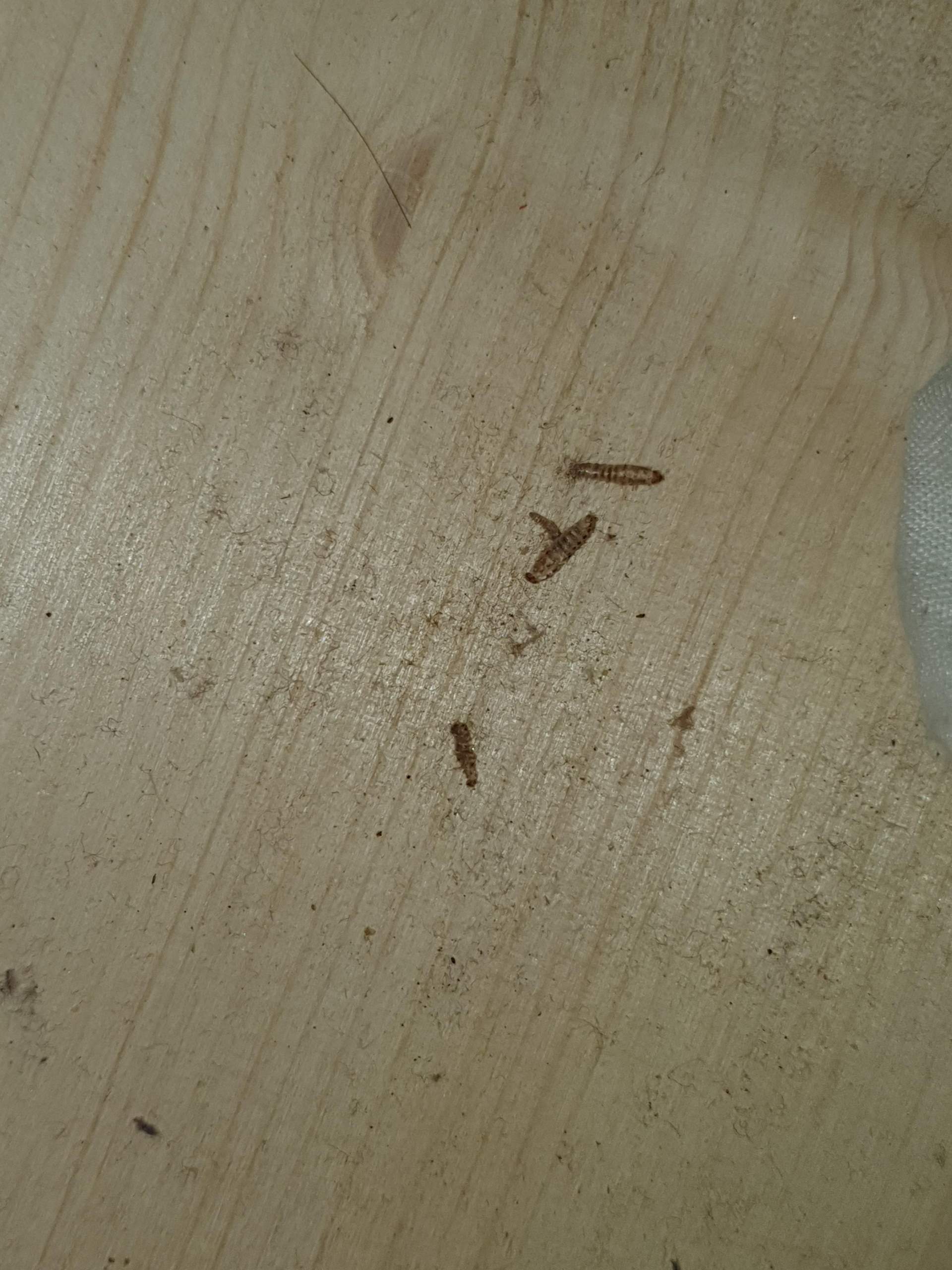 was ist das!? Larven? Bettwanzen? Hilfe!? (Insekten)