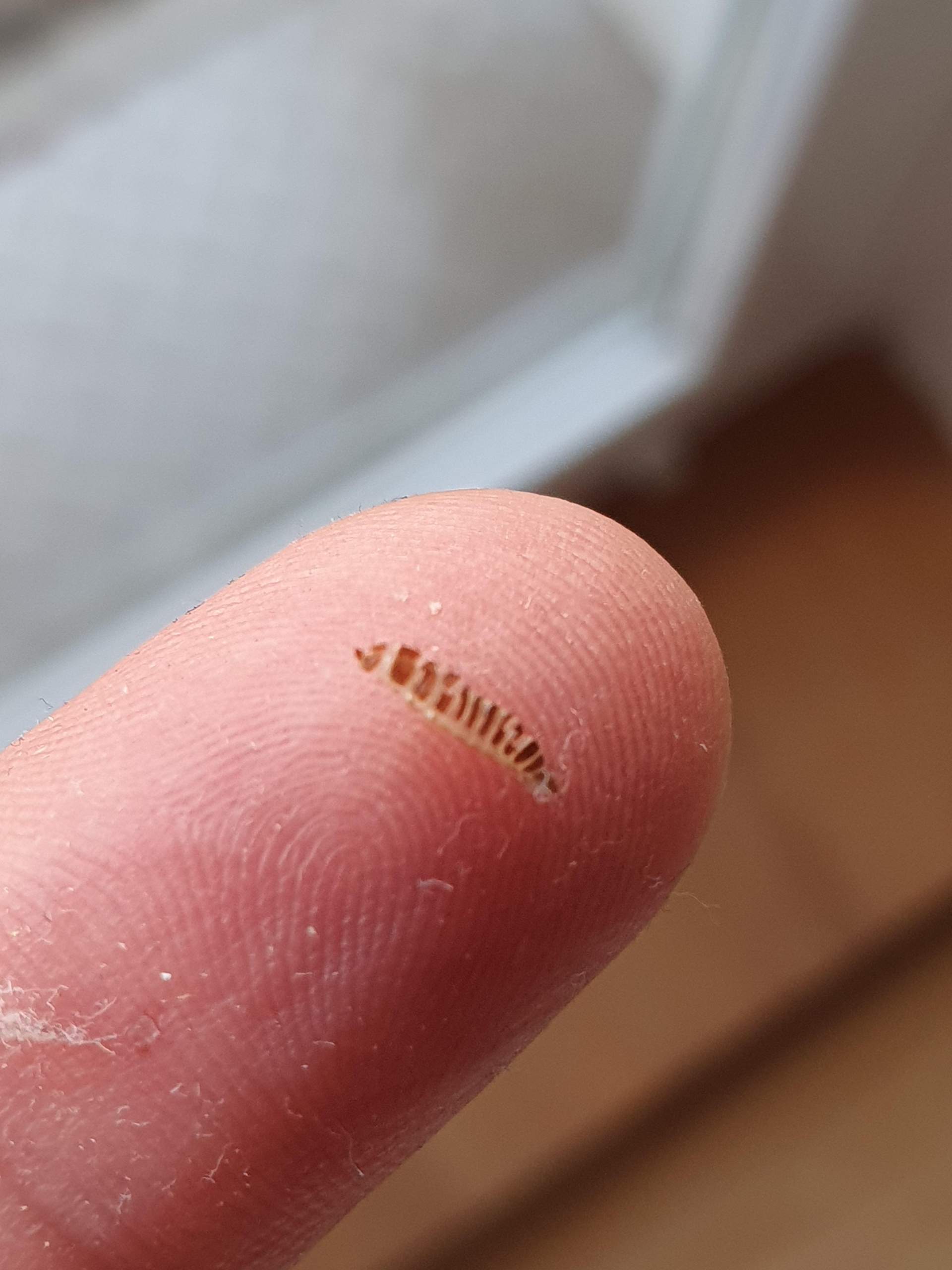 was ist das!? Larven? Bettwanzen? Hilfe!? (Insekten)