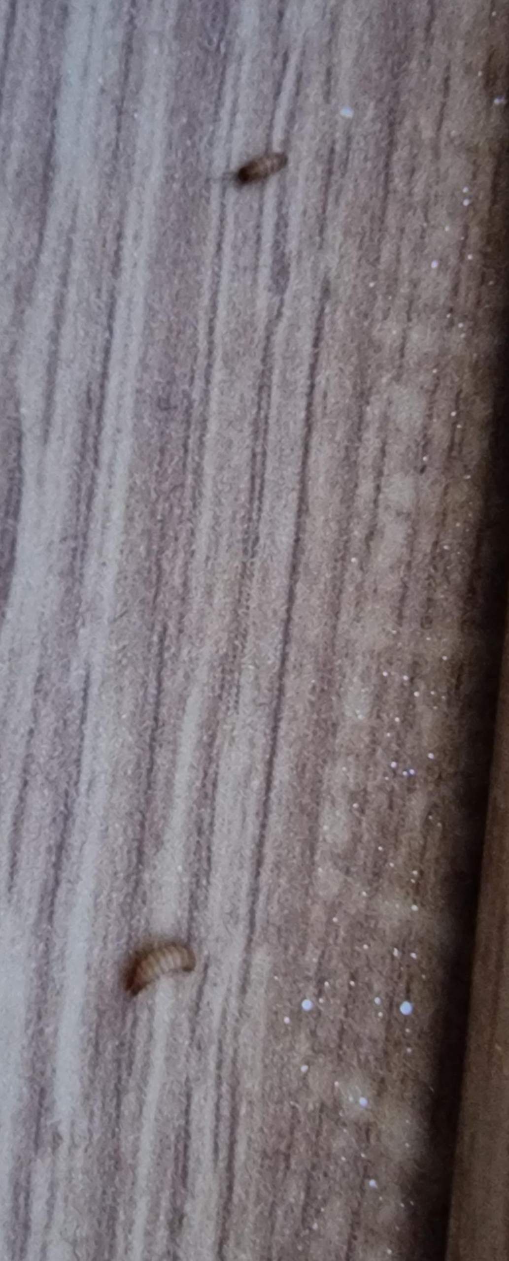Was ist das (Larven)? (Käfer, Käferart, Larven bestimmen)