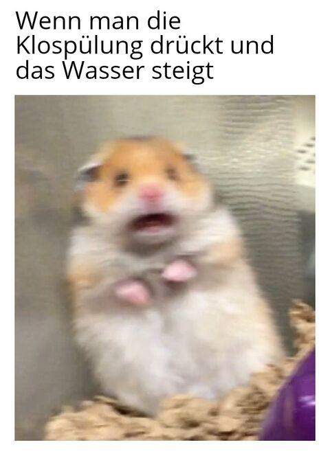 Was ist das Meme der Woche? (Memeseite)