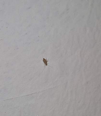 Elegantes Insekten In Wohnung Bild