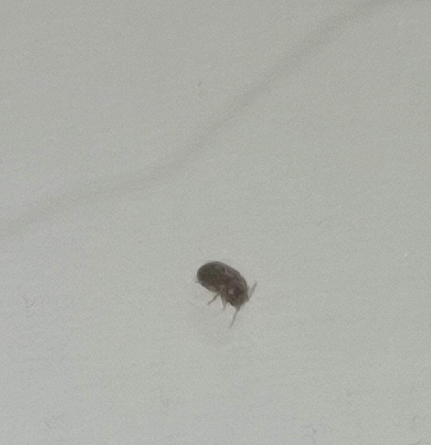 Was ist das und wie krieg ich es weg? (Insekt)? (Insekten, Ungeziefer ... Was ist das und wie krieg ich es weg? (Insekt)? (Insekten, Ungeziefer ...