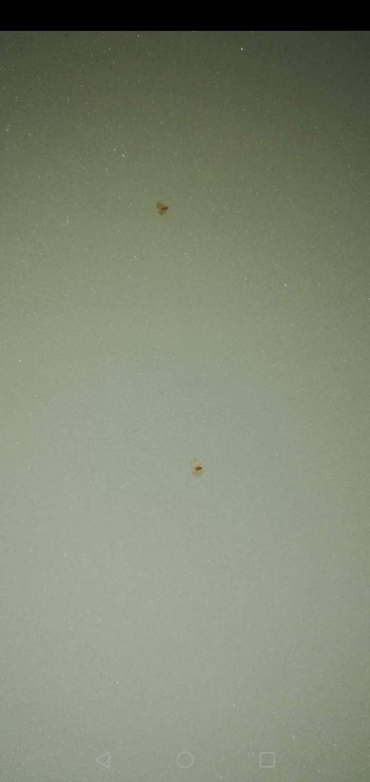 Was ist dass für ein tierchen auf unserer matratze? (Tiere, Insekten)