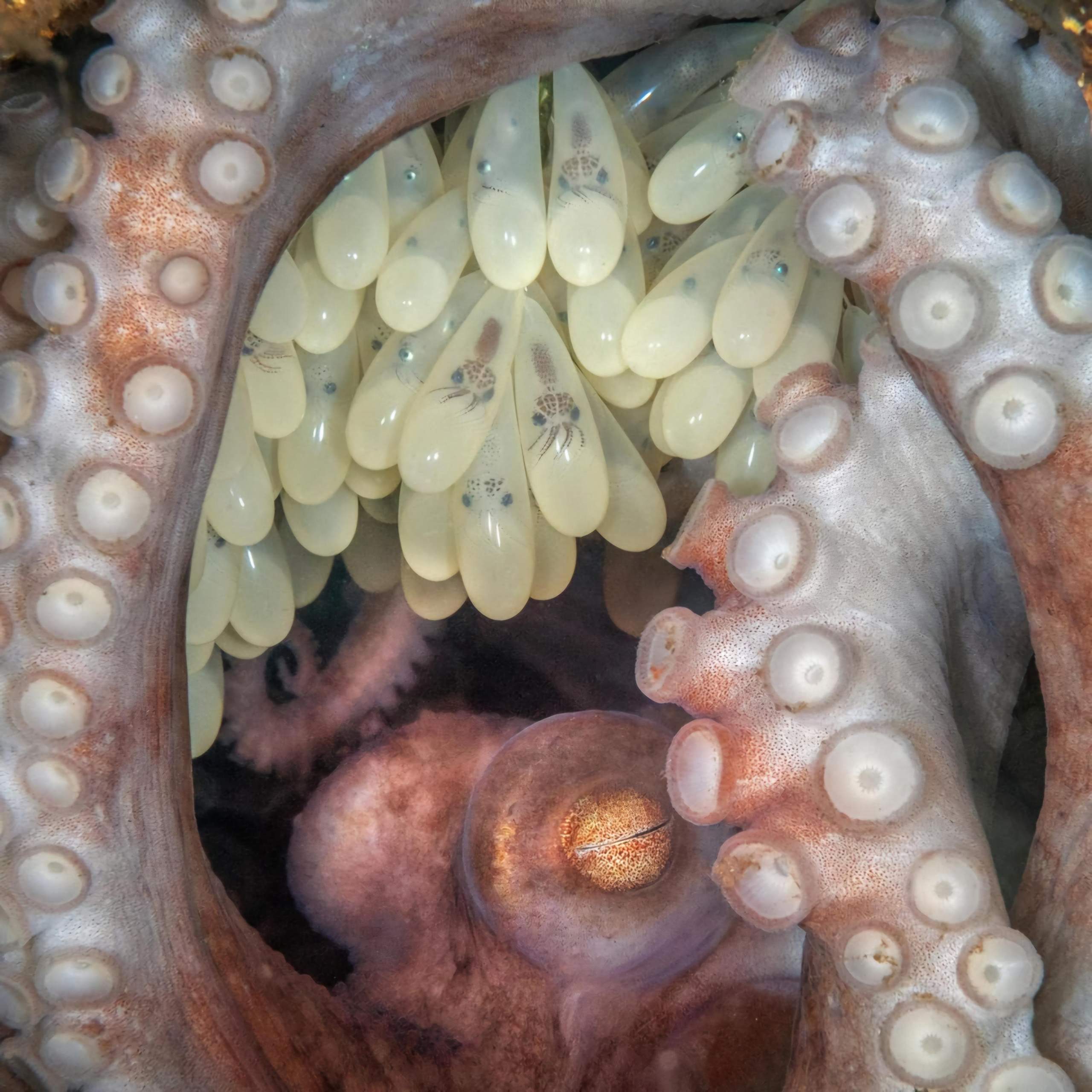 Was ist die Mehrzahl von Oktopus? (Deutsch, Sprache, Wort)