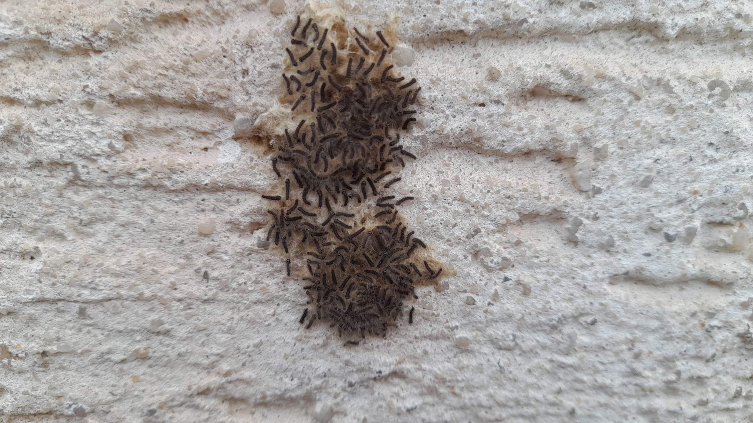 Was ist dieses Gebilde an der Hauswand? (Insekten, Ungeziefer)