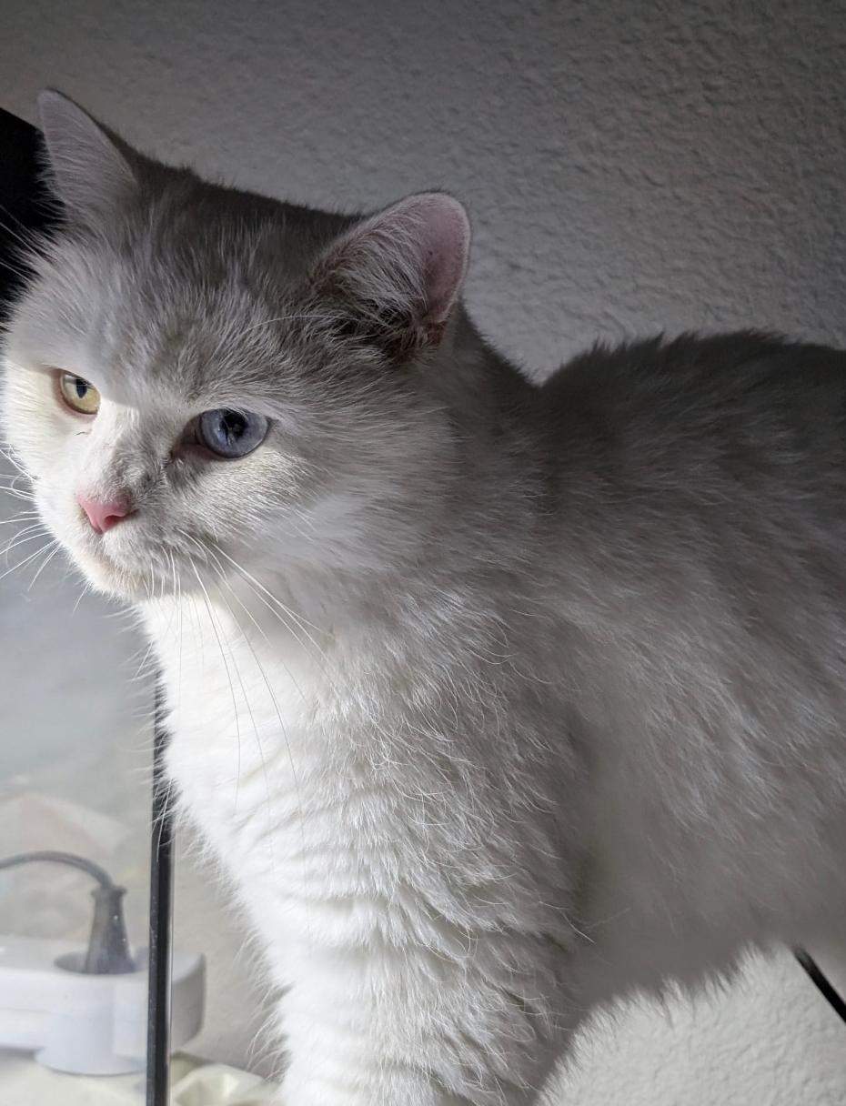 Was ist meine Katze für eine Rasse? (Hauskatze, Katzenrasse)