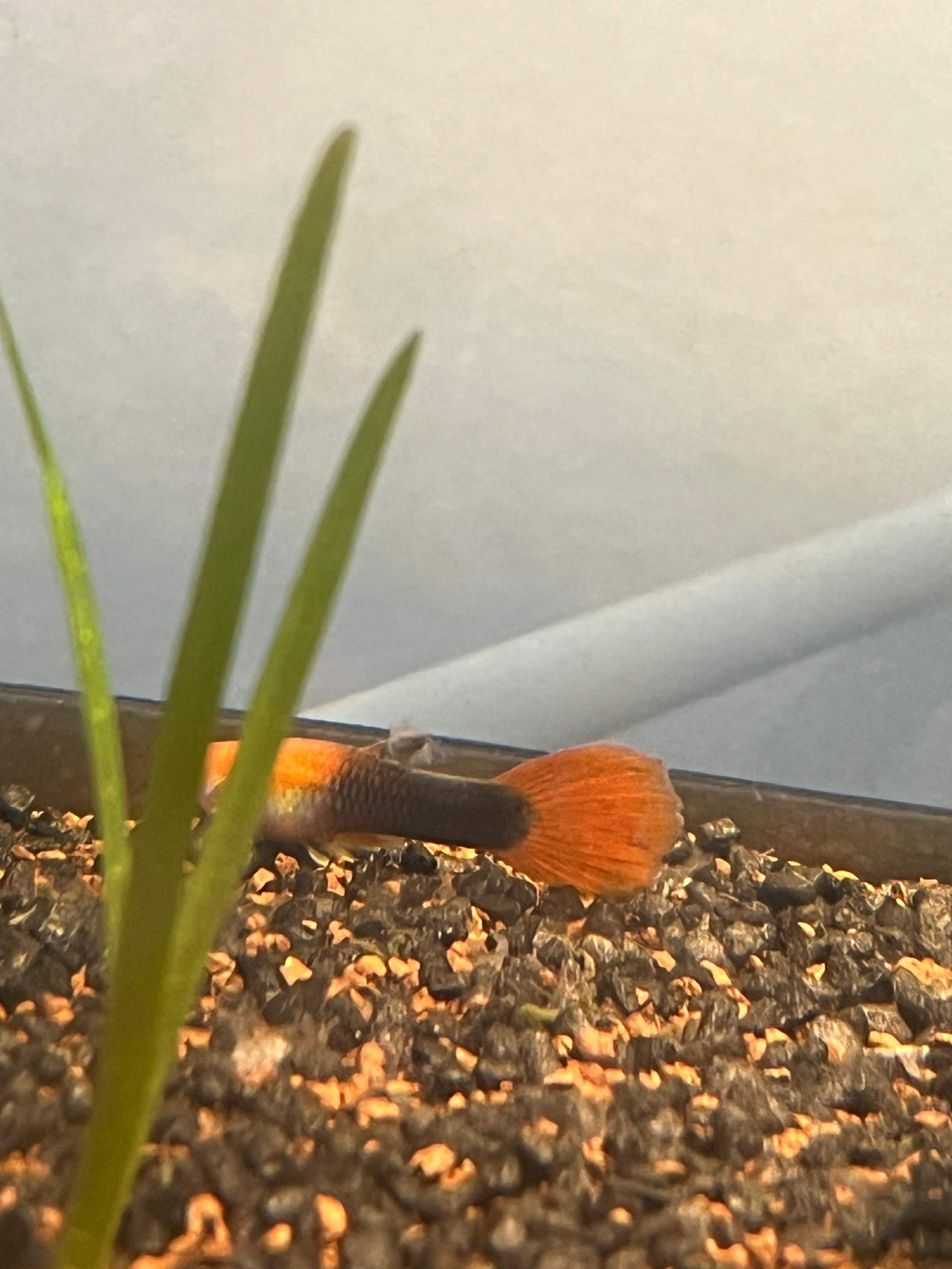 Was ist mit dem guppy los? (Krankheit, Wasser, Aquarium)